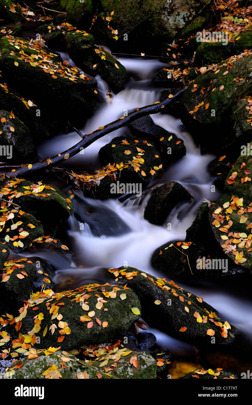 Flowing stream, mossy stones and autumn leaves, Altschoenau, Bavarian ...