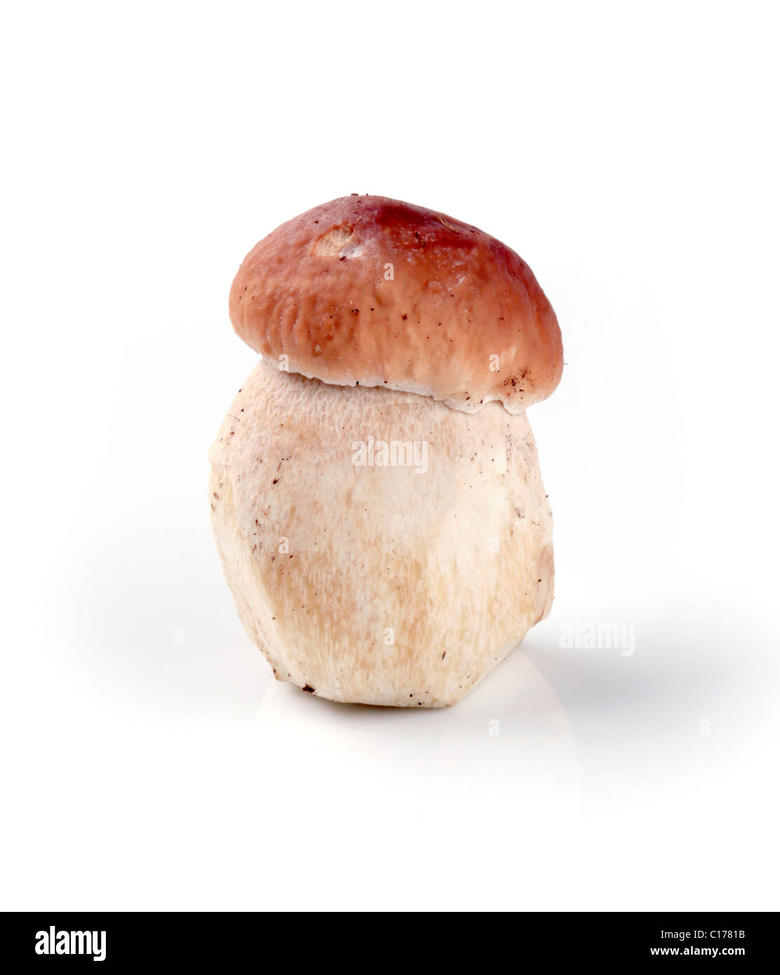 One single stem hi-res stock photography and images - Alamy