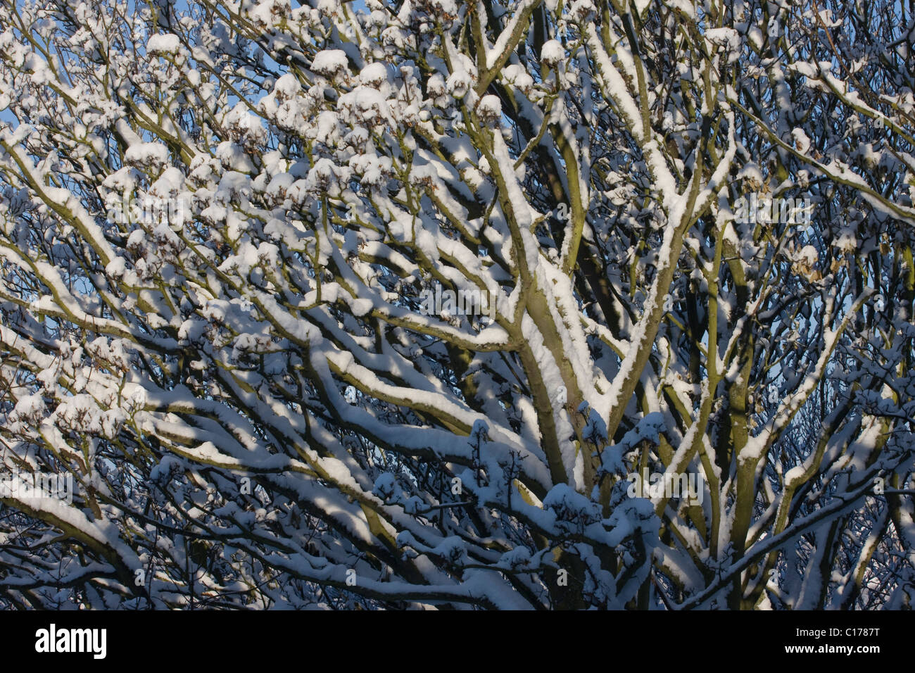 Frozen snow on Ash trees(Fraxinus excelsior )after heavy snowin extreme ...