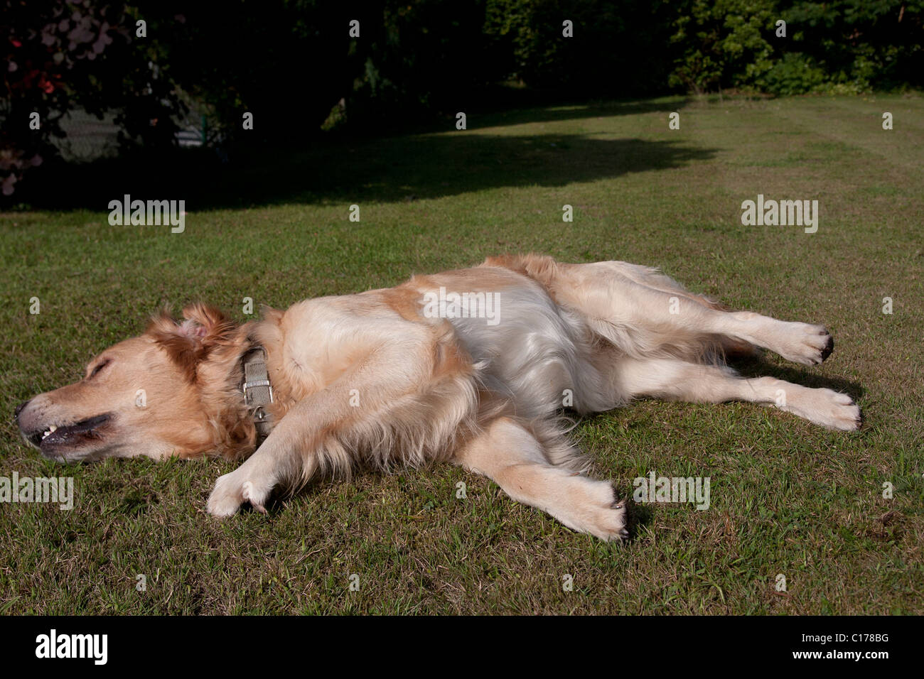 golden retriever on collapsed in garden Stock Photo - Alamy