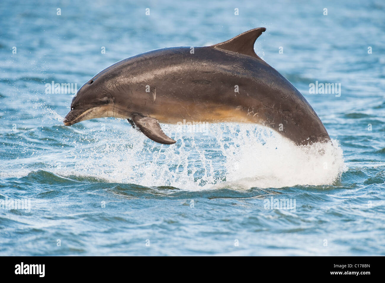Moray firth dolphin hi-res stock photography and images - Alamy