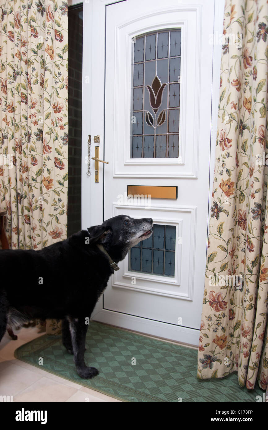 Black dog barking hi-res stock photography and images - Alamy