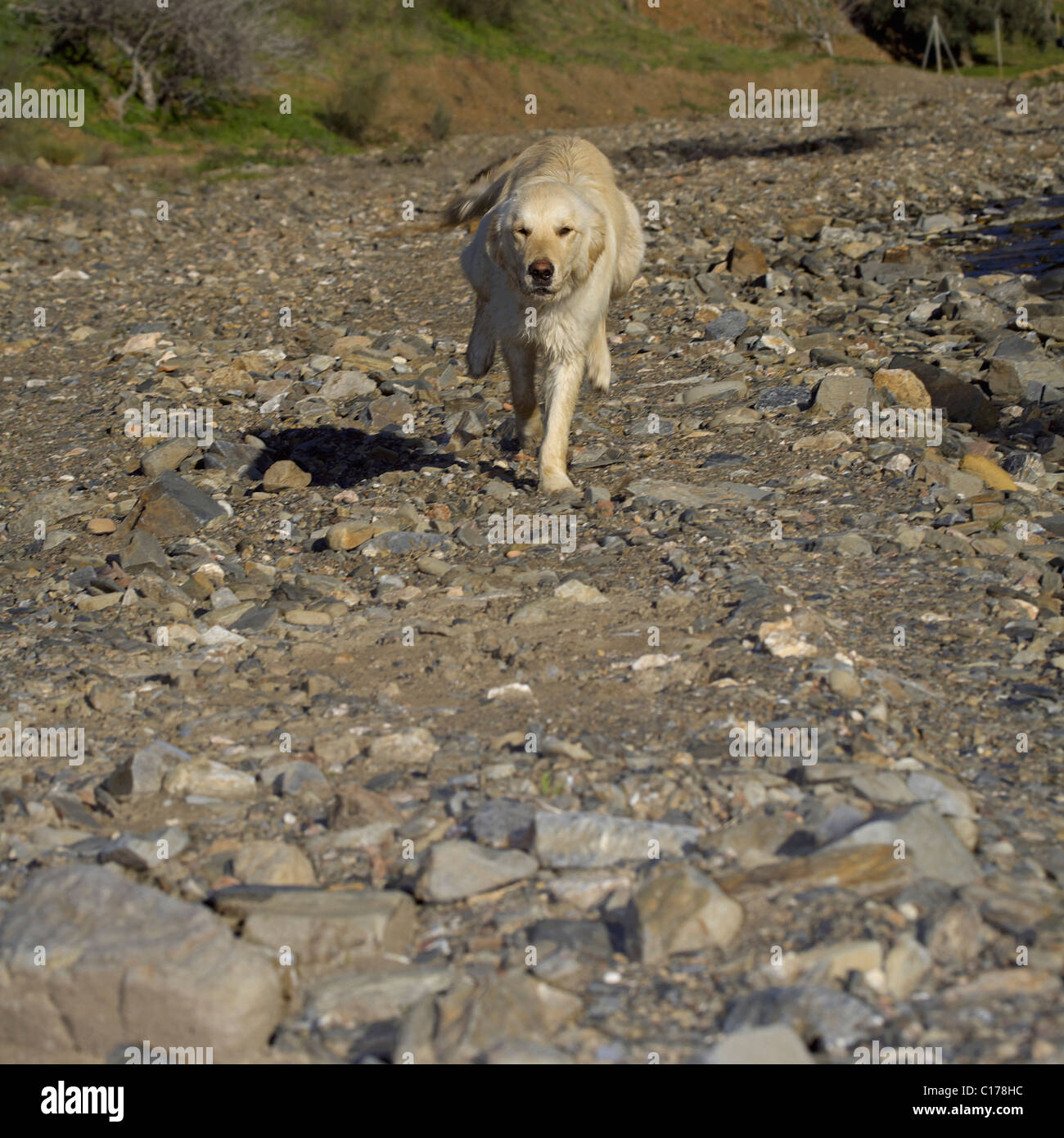 Golden labrador hi-res stock photography and images - Alamy