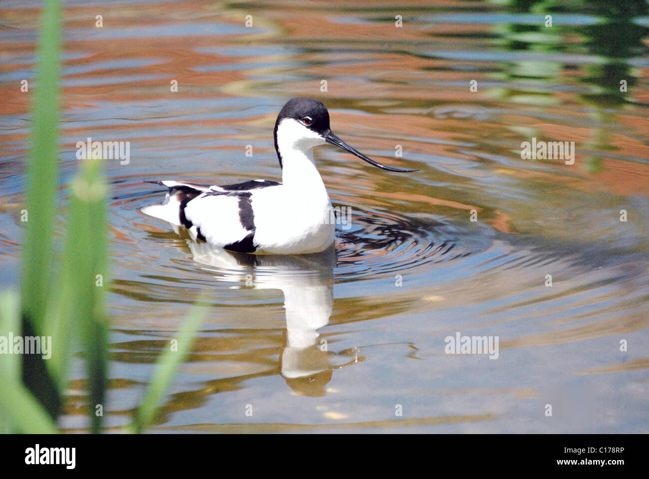 Avocet norfolk hi-res stock photography and images - Alamy