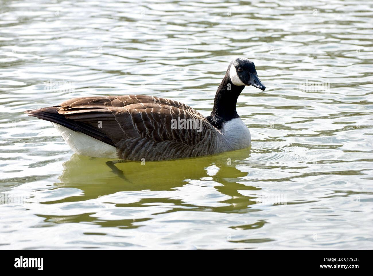 Canada goose on water Stock Photo - Alamy