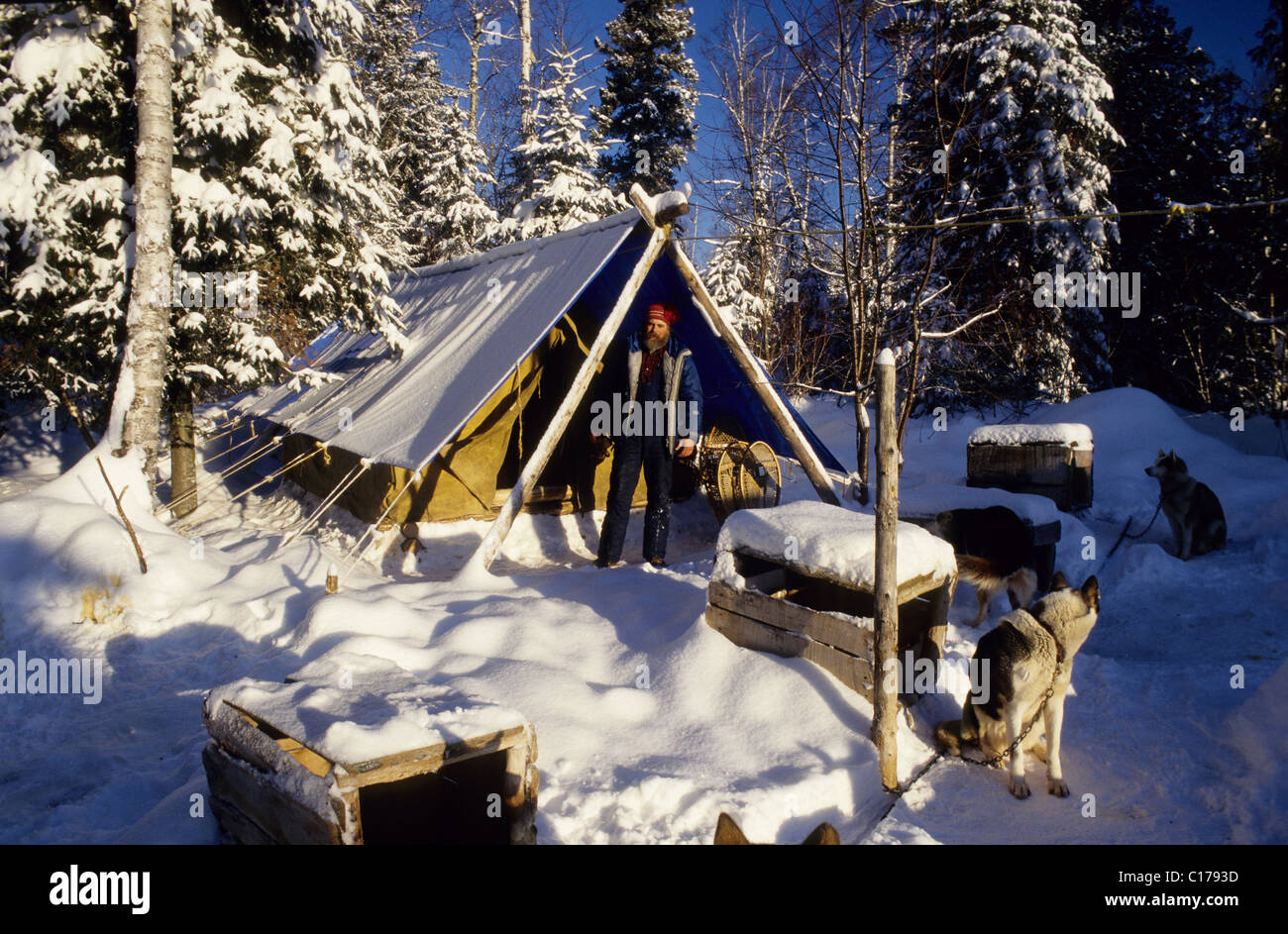 Canada, Quebec Province, trapper and his huskies Stock Photo - Alamy