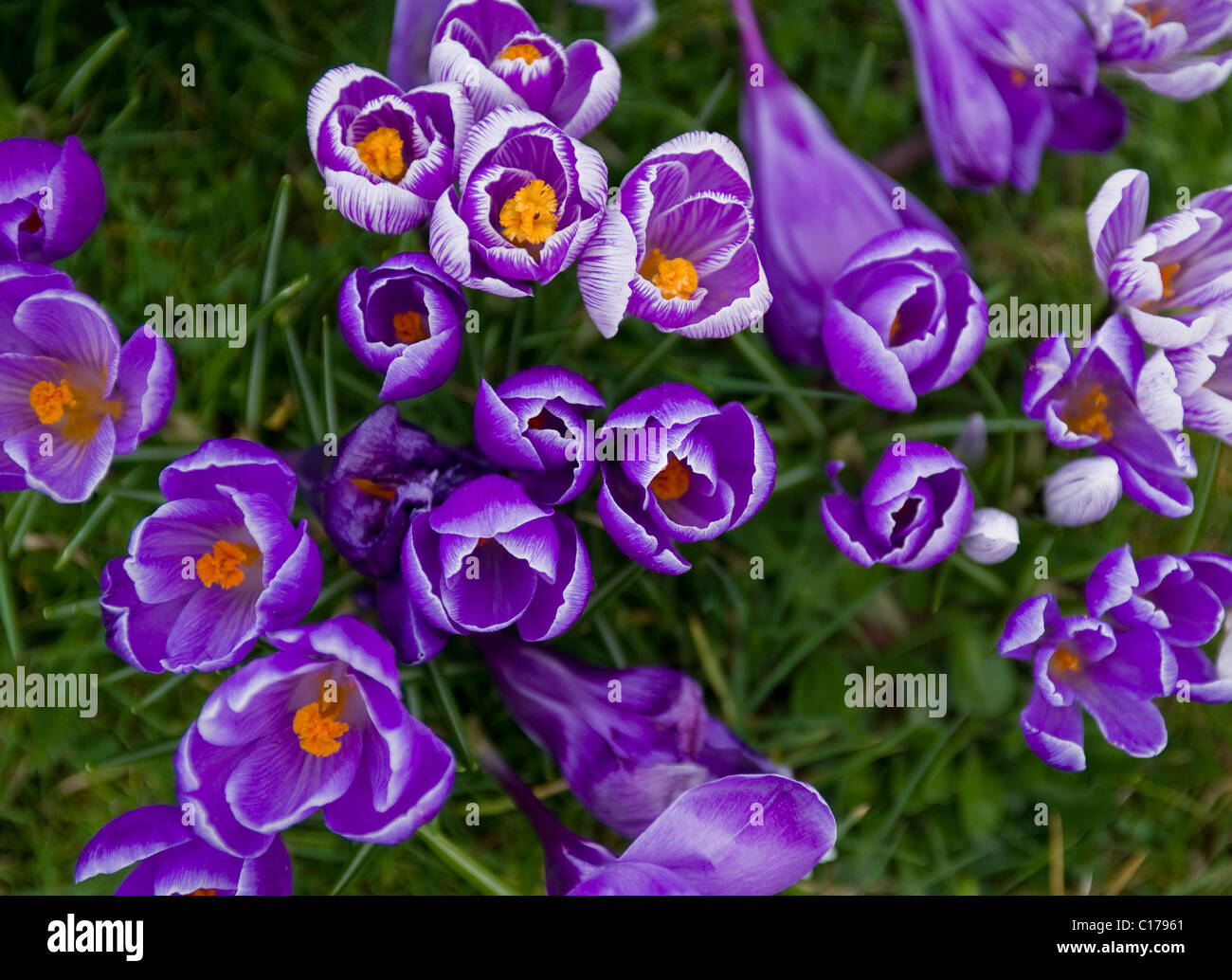 Salverform flower hi-res stock photography and images - Alamy