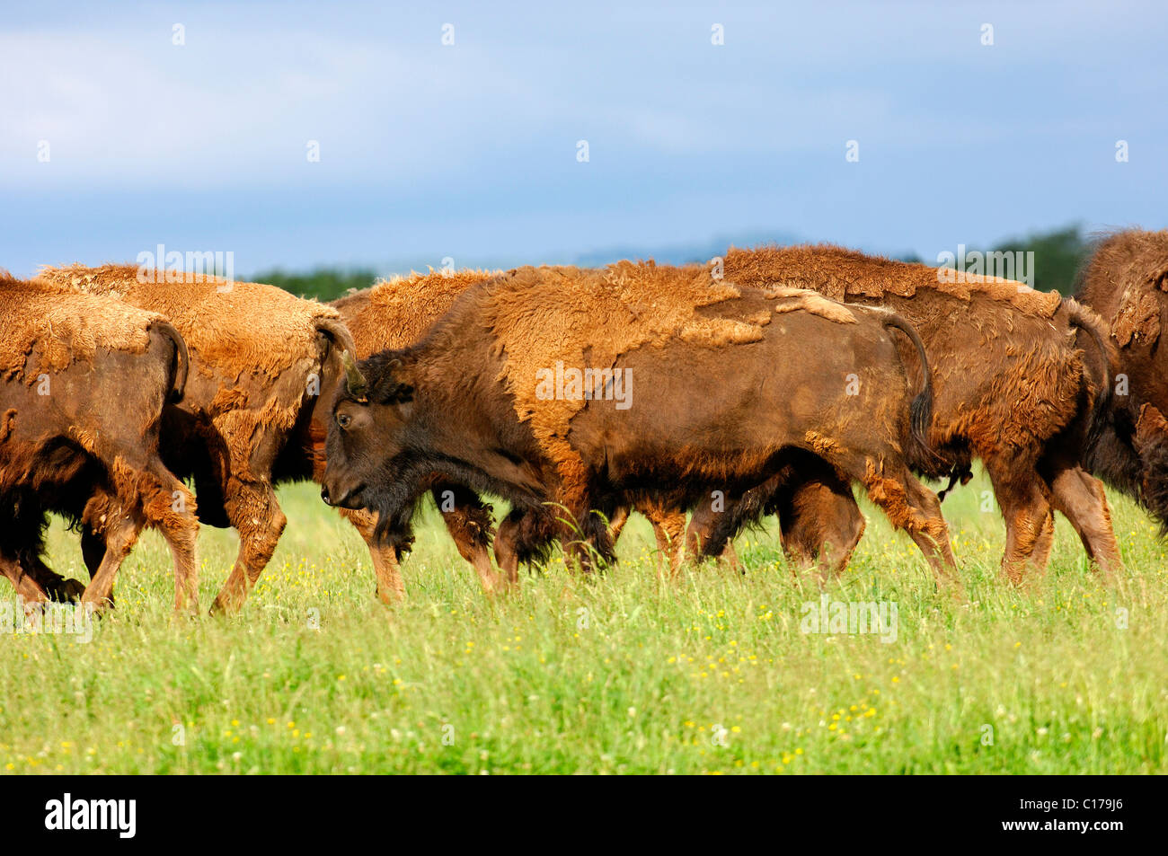 American Bison (Bison bison), roaming herd of cattle Stock Photo - Alamy