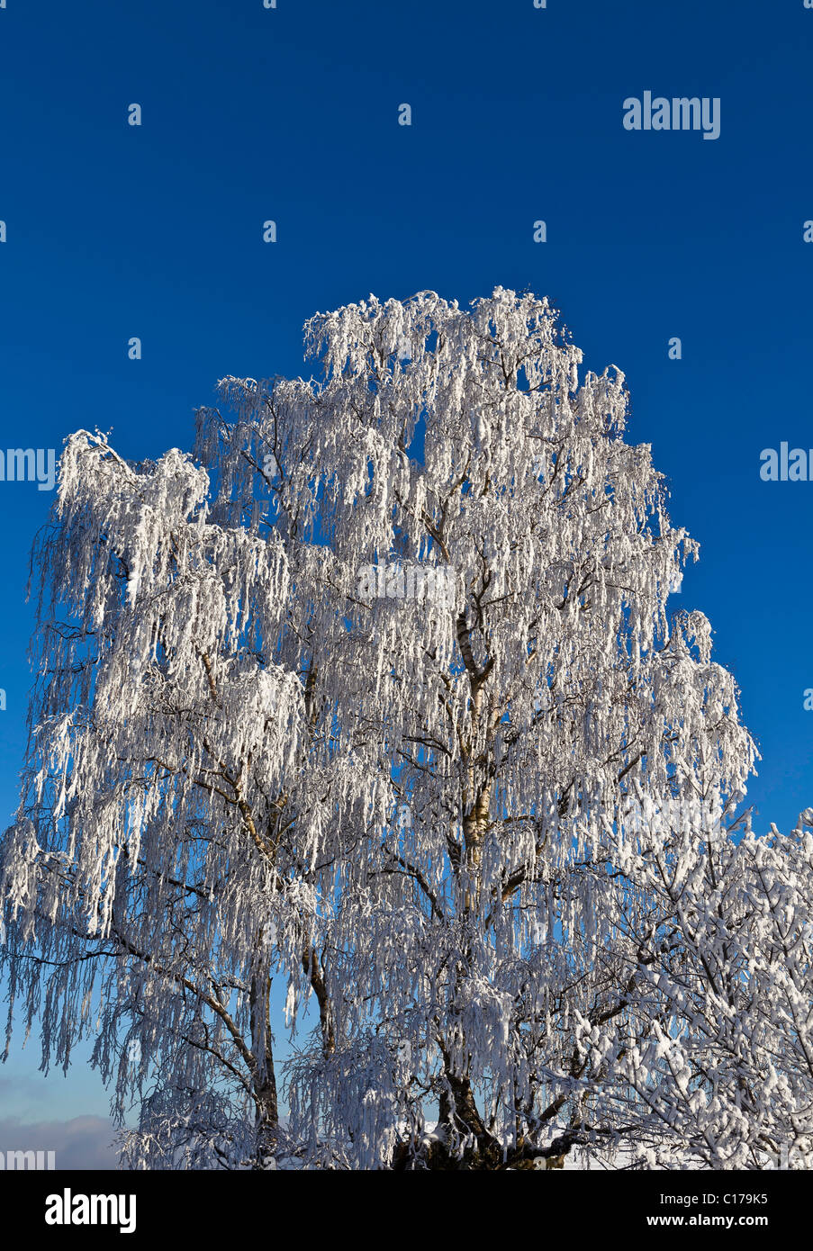 Hoarfrost on trees hi-res stock photography and images - Alamy