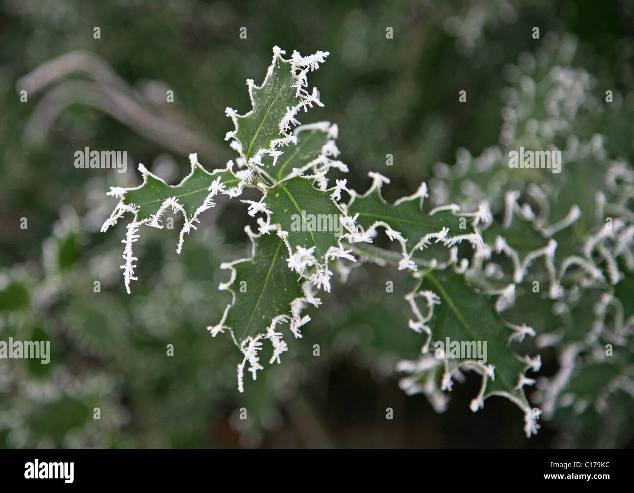 Common holly hi-res stock photography and images - Alamy