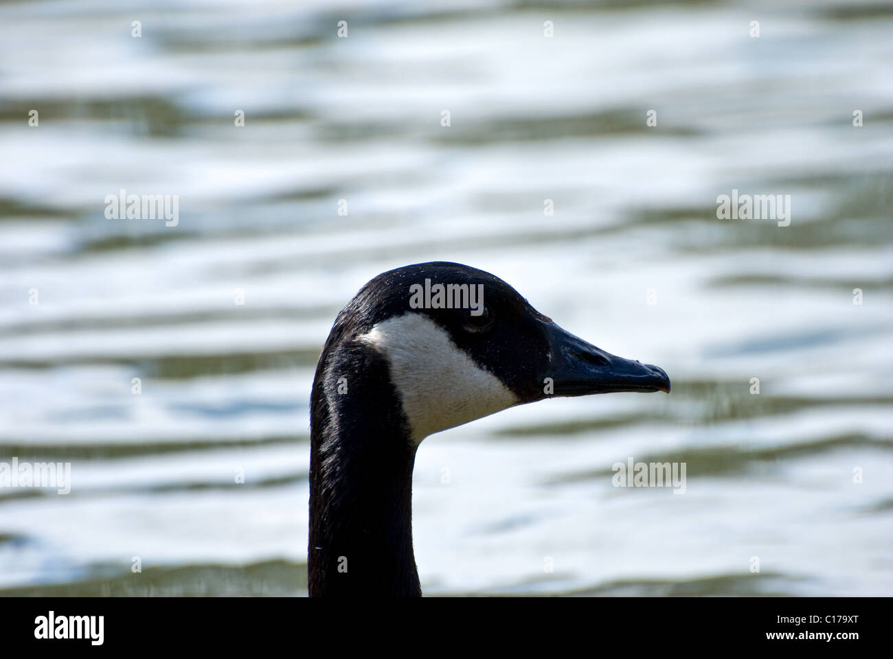 Head of a Canada goose Stock Photo - Alamy