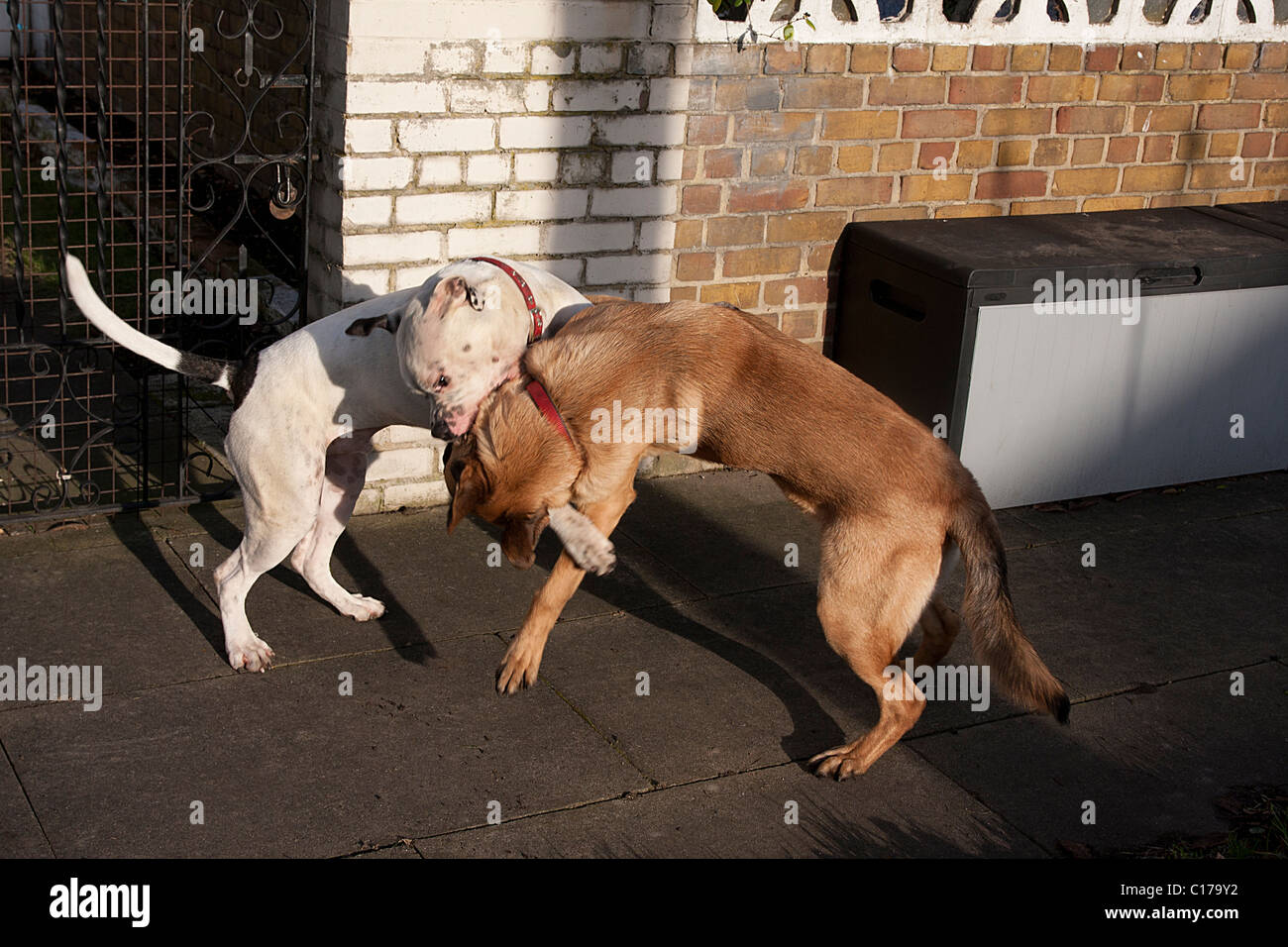 Playfighting hi-res stock photography and images - Alamy