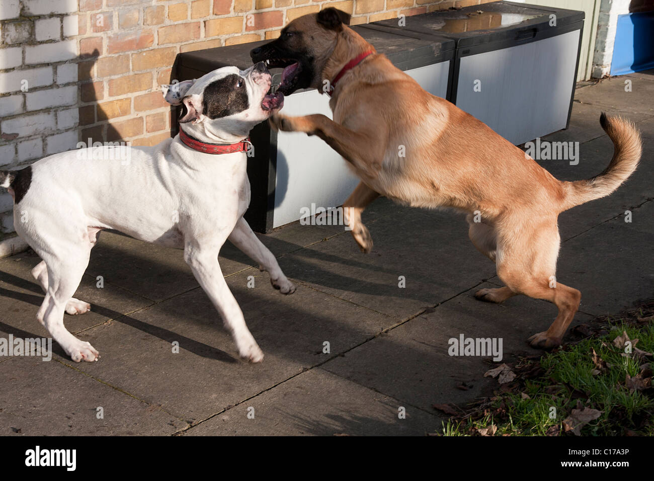two dogs playfighting Stock Photo - Alamy