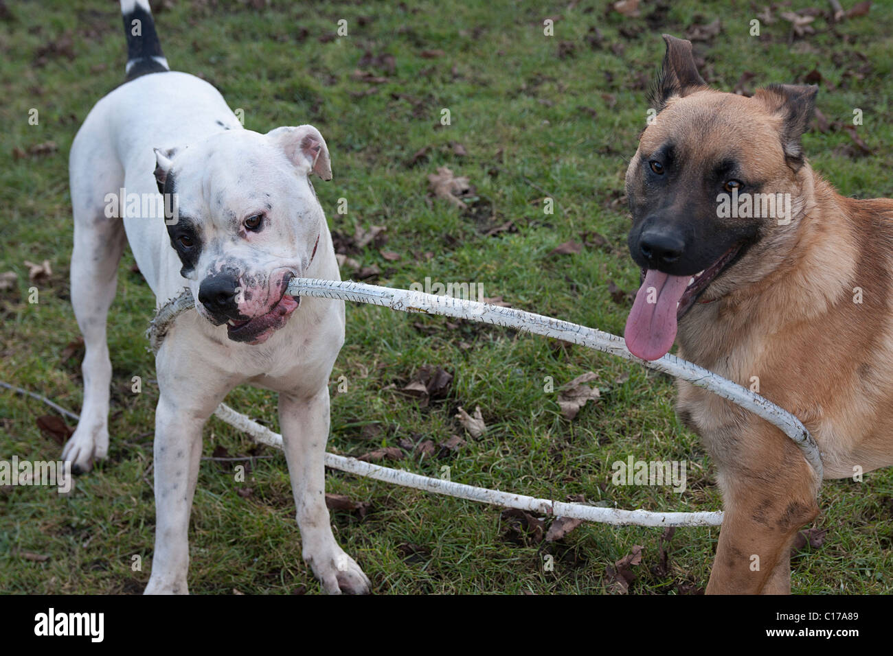 Playing tug o war hi-res stock photography and images - Alamy
