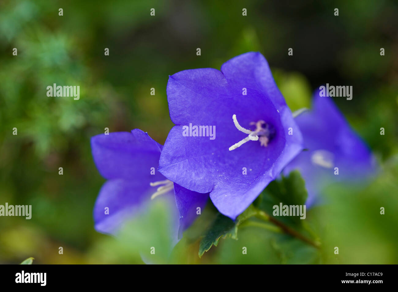 Bell flower (Campanula patula), Hiiumaa, Baltic Sea Island, Estonia ...