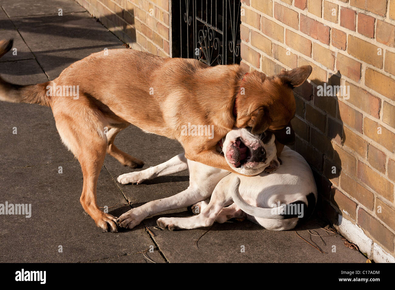 two dogs playfighting Stock Photo - Alamy