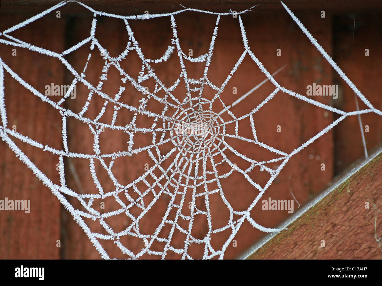 Cobweb spiders web covered in hoar frost hi-res stock photography and ...