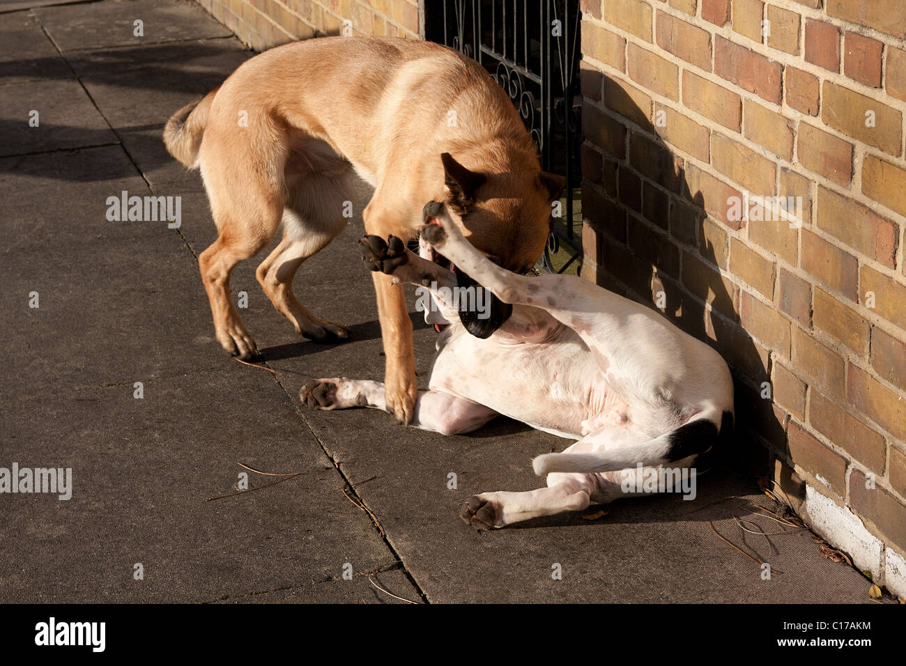 Playfighting hi-res stock photography and images - Alamy