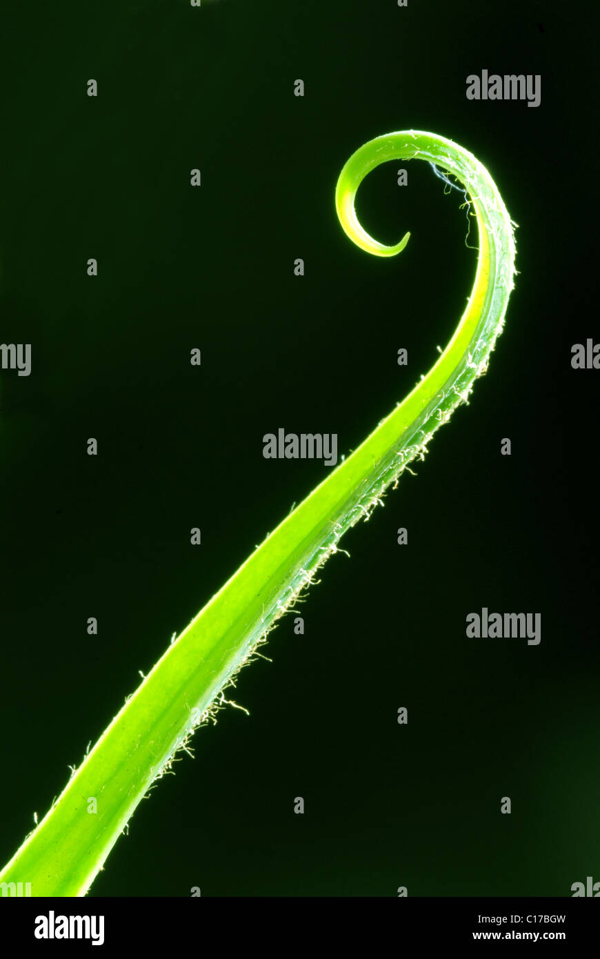 Zamia palm tree Stock Photo - Alamy