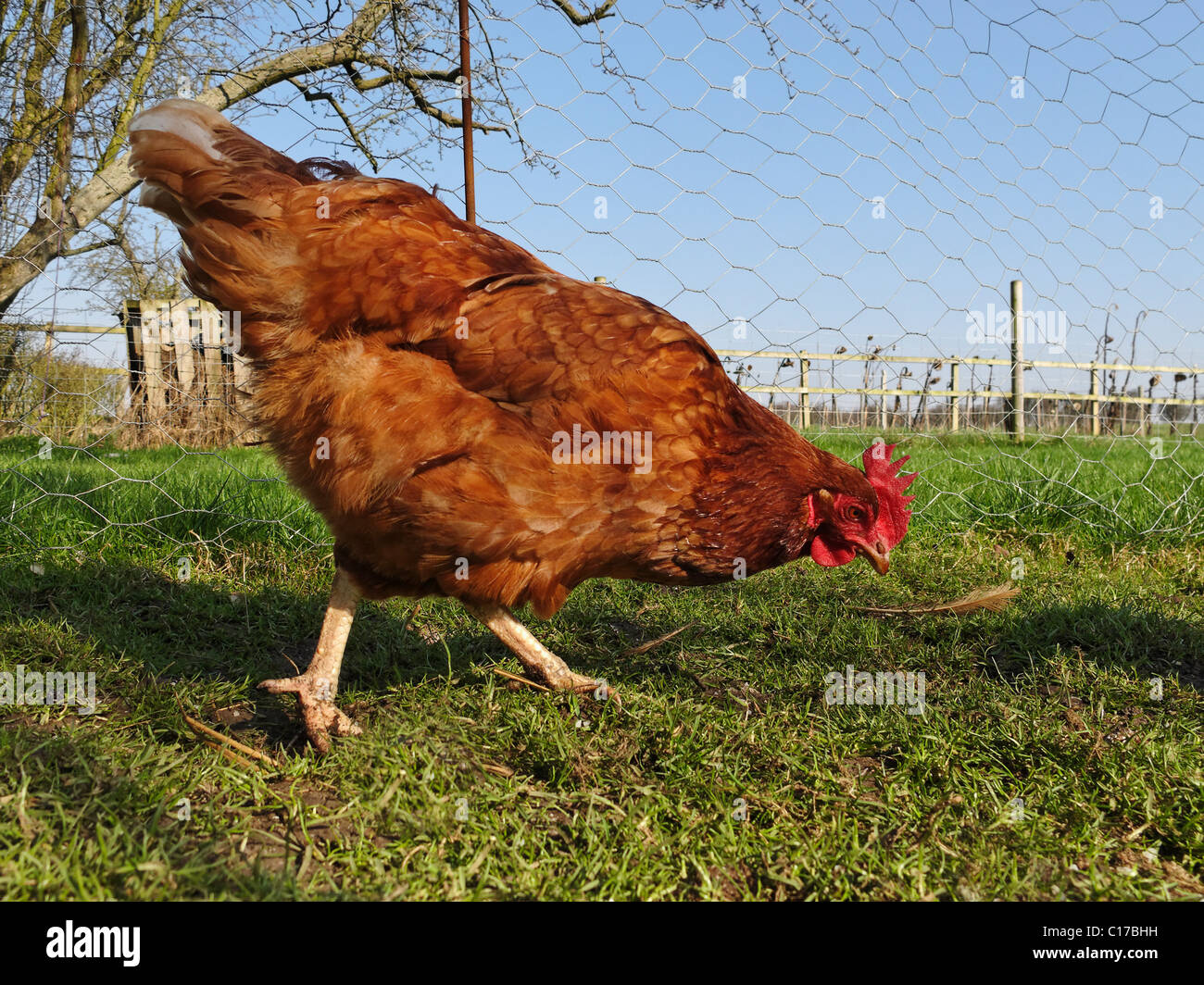 A free-range hen in Lincolnshire, England Stock Photo - Alamy