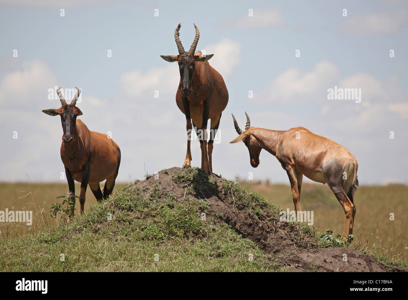 Antelope topi damaliscus lunatus hi-res stock photography and images ...