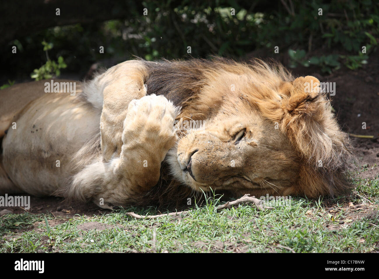 Sleeping Lion (Panthera leo Stock Photo - Alamy
