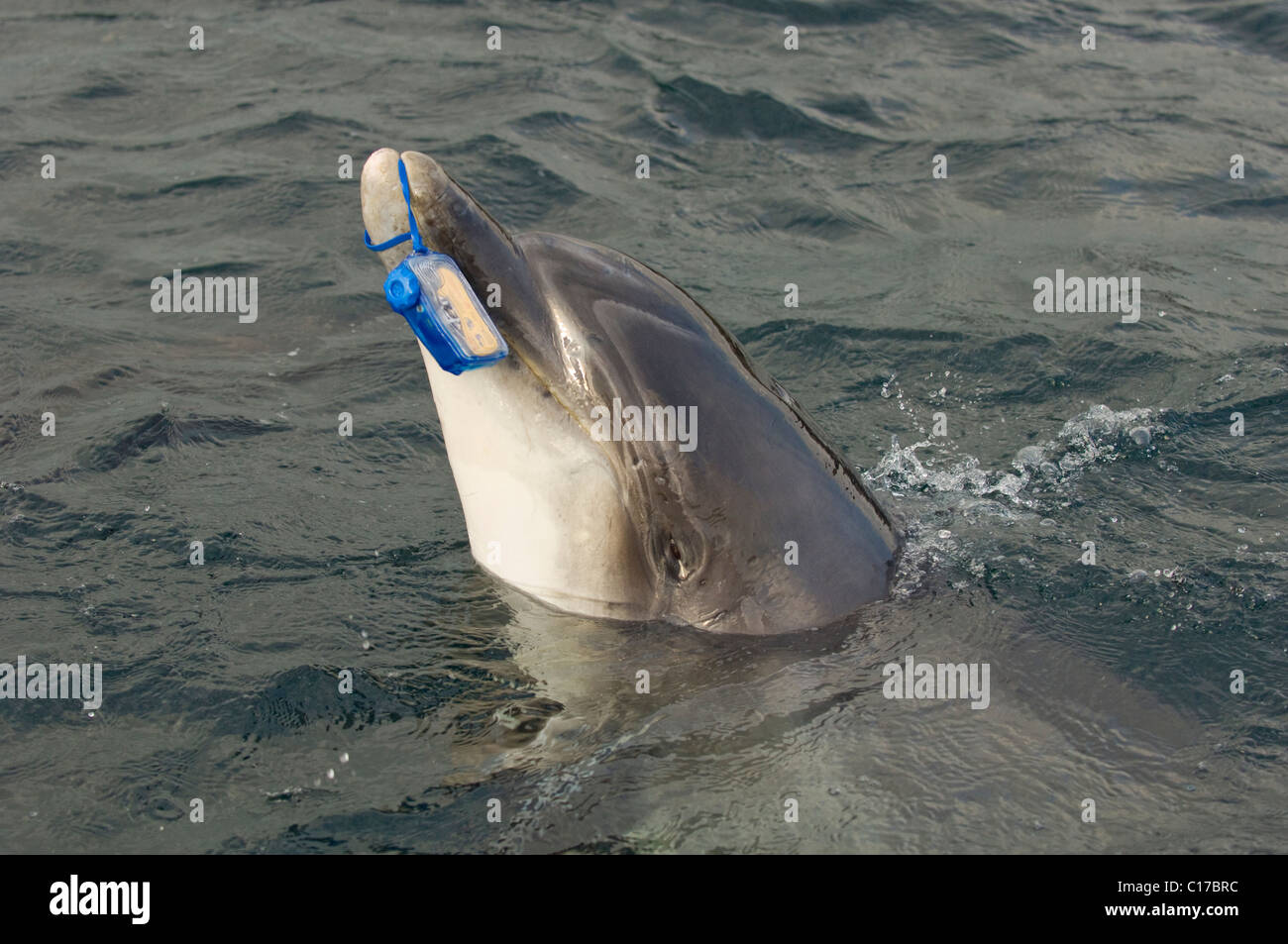 Wild solitary sociable Bottlenose dolphin Dusty (Tursiops truncatus) Co ...