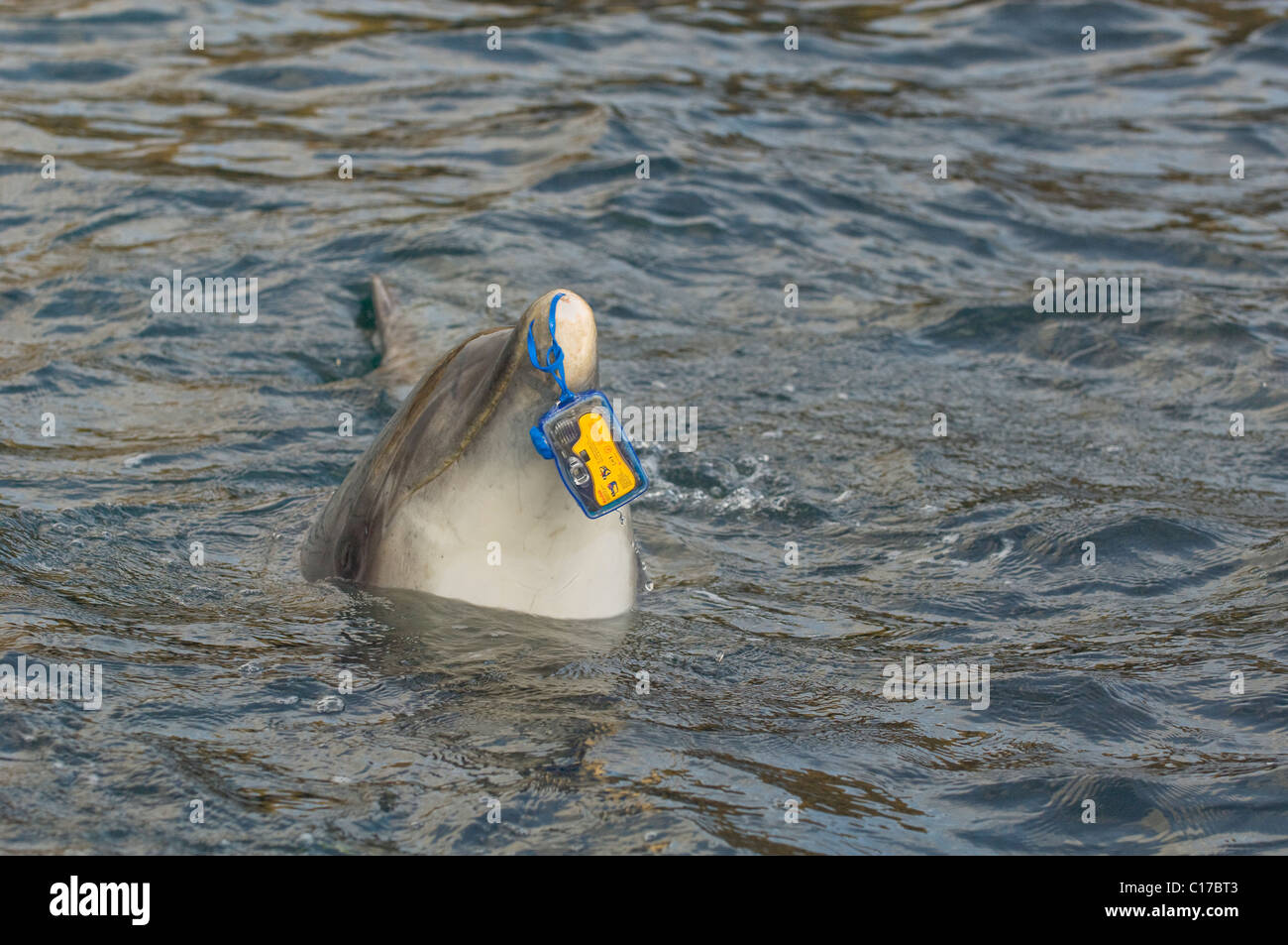 Wild solitary sociable Bottlenose dolphin Dusty (Tursiops truncatus) Co ...