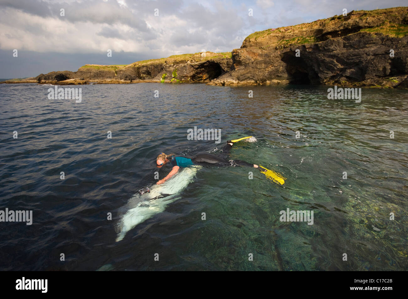 Wild solitary sociable Bottlenose dolphin Dusty (Tursiops truncatus) Co ...