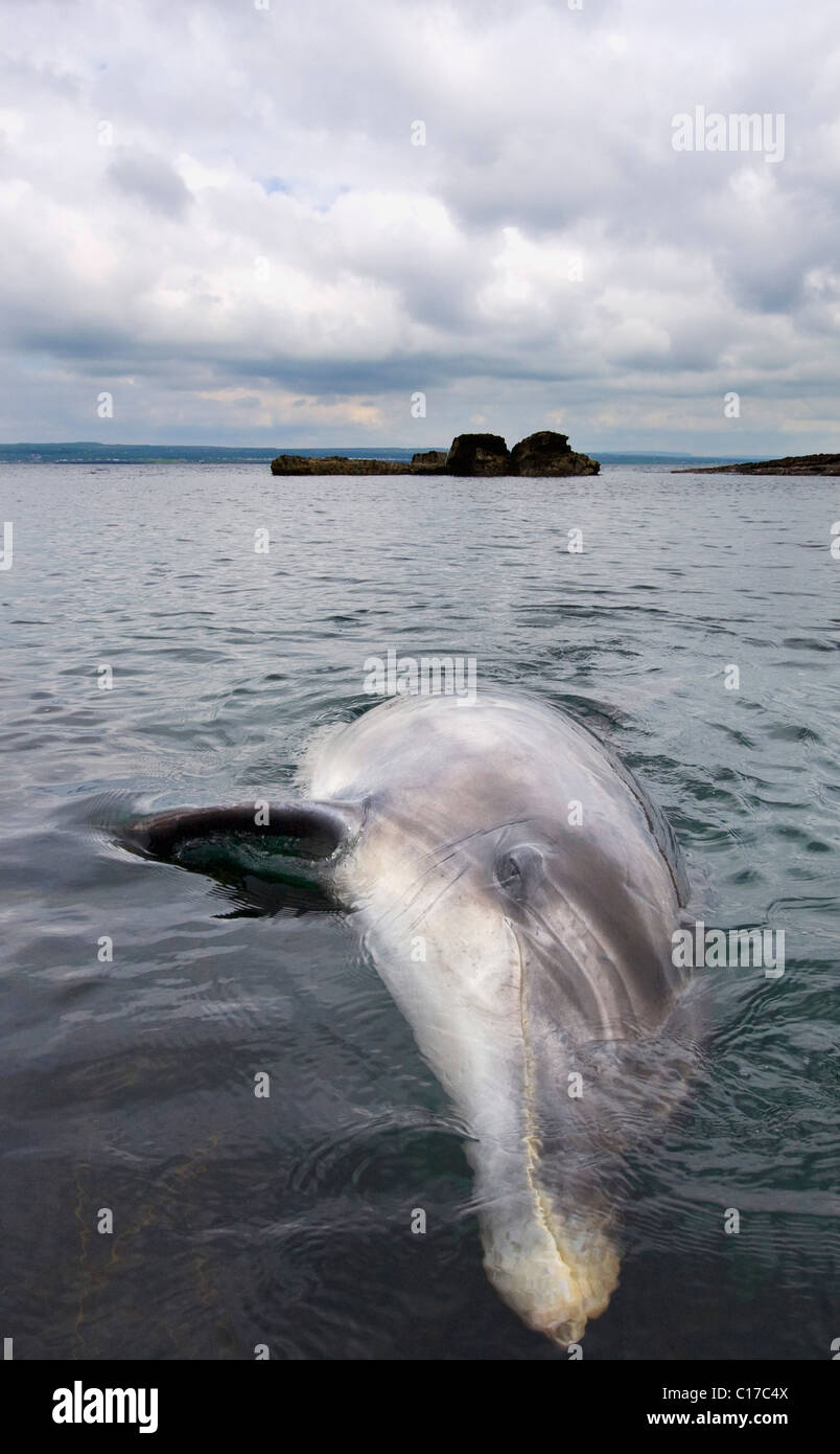 Wild solitary sociable Bottlenose dolphin "Dusty" (Tursiops truncatus ...