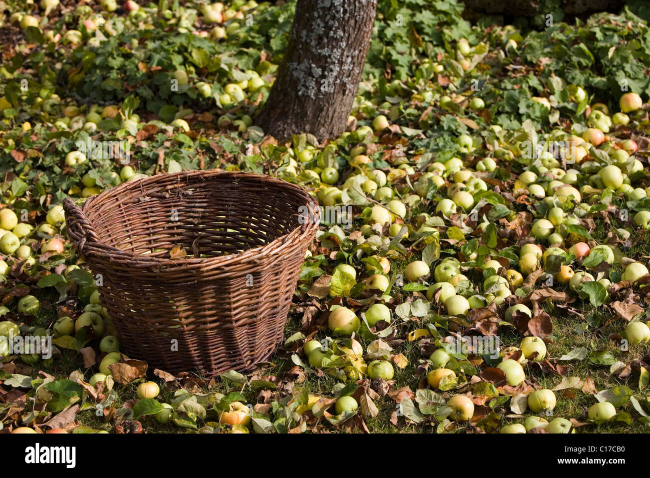 A wicker basket under an apple tree, fallen apples in autumn Stock ...
