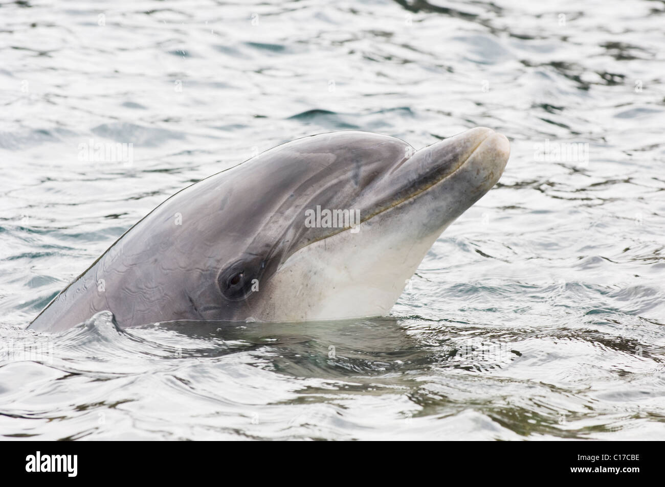 Dusty dolphin hi-res stock photography and images - Alamy