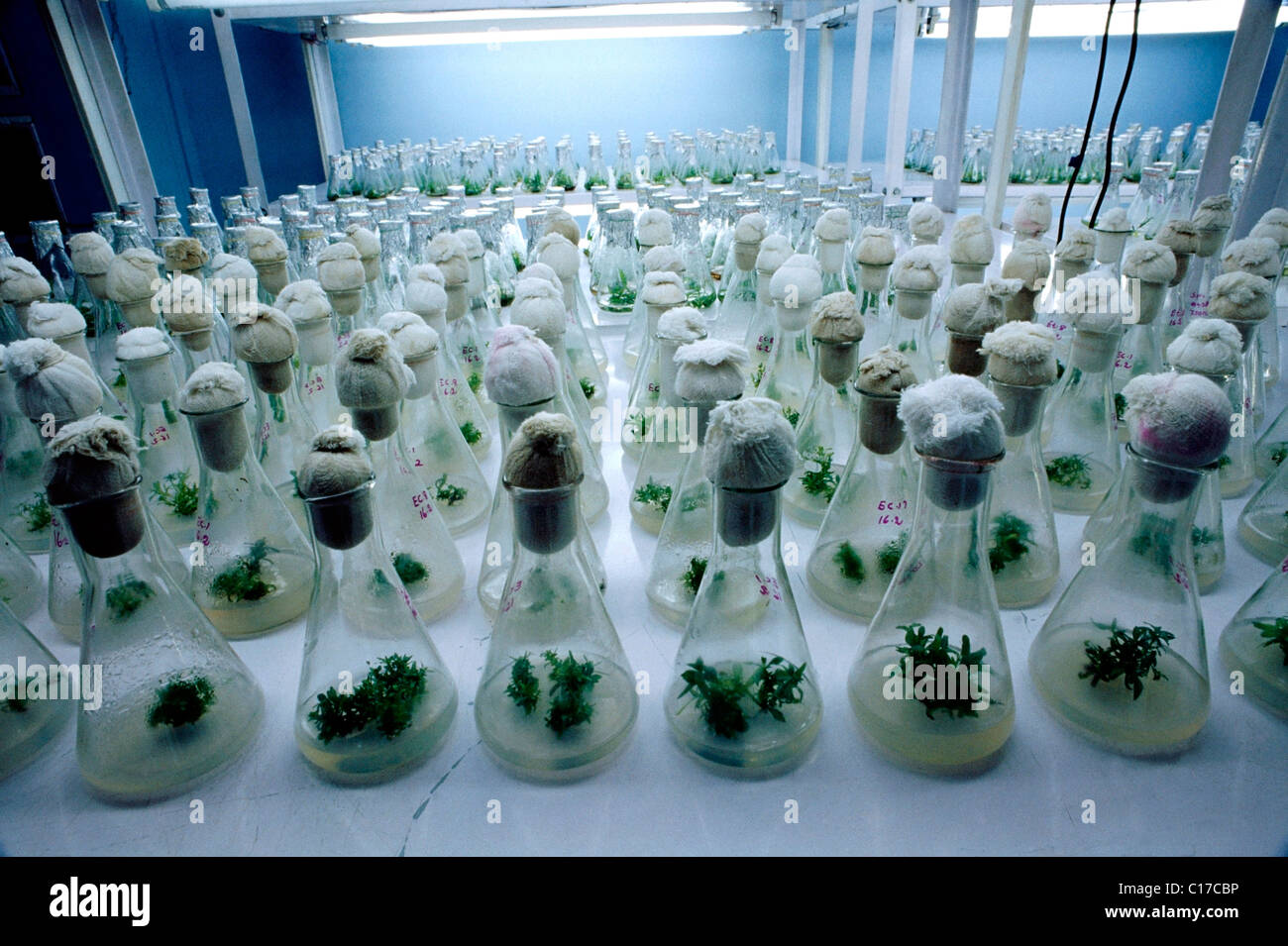 MAA-61232 : Tissue culture lab ; India Stock Photo - Alamy