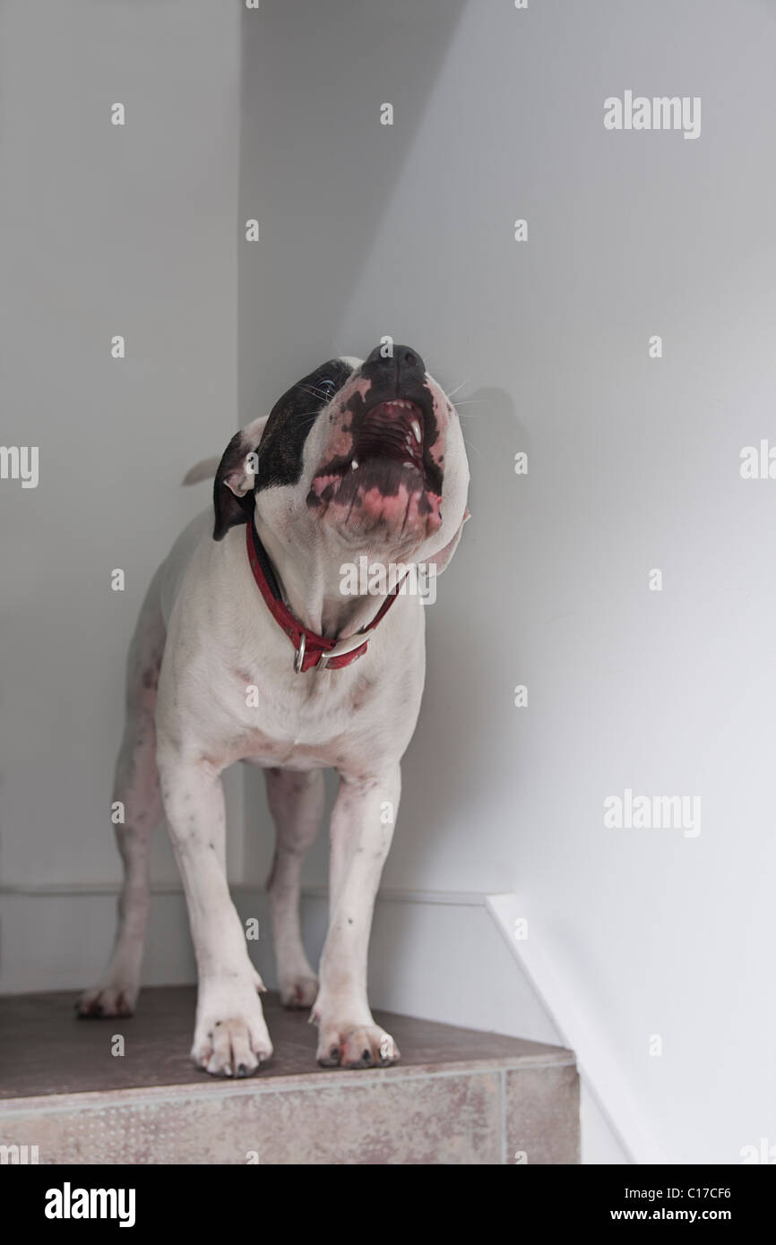 Old Tyme bulldog barking at someone Stock Photo - Alamy