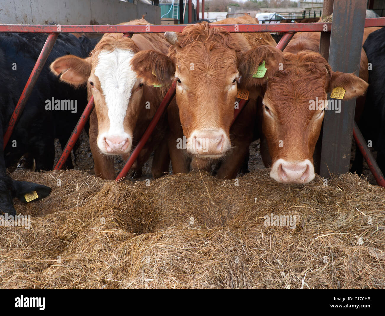 Cows in a farmyard eating hay Stock Photo - Alamy