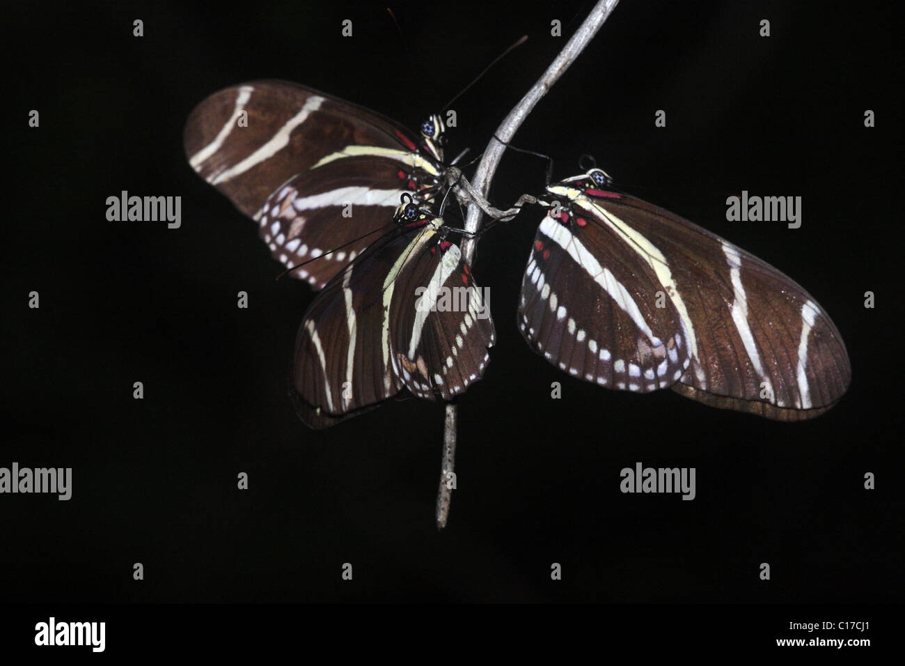 Zebra (Heliconian) Butterfly Heliconius charitonius Stock Photo - Alamy