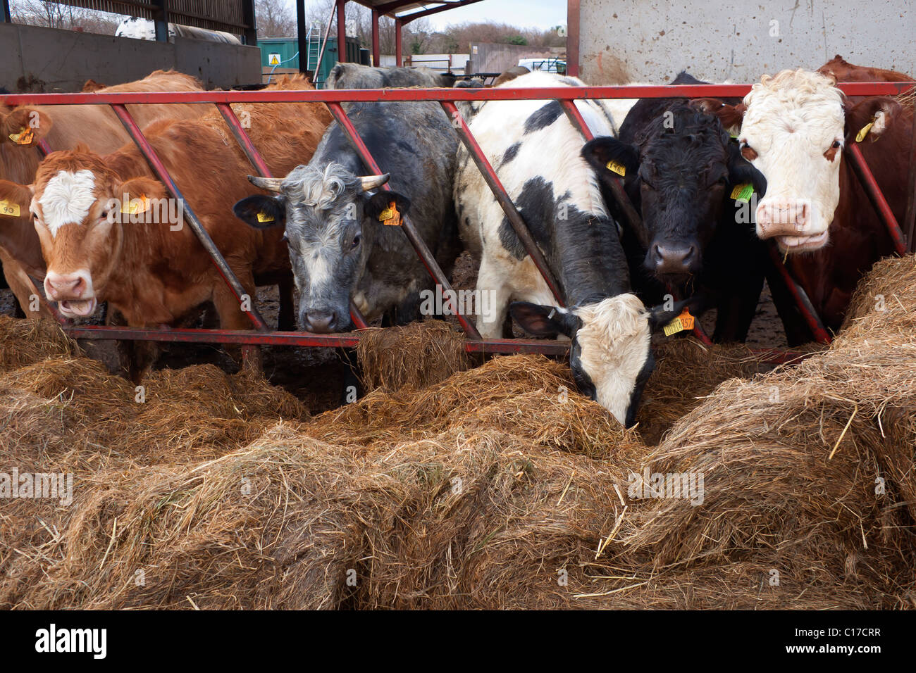 Cows in a farmyard eating hay Stock Photo - Alamy
