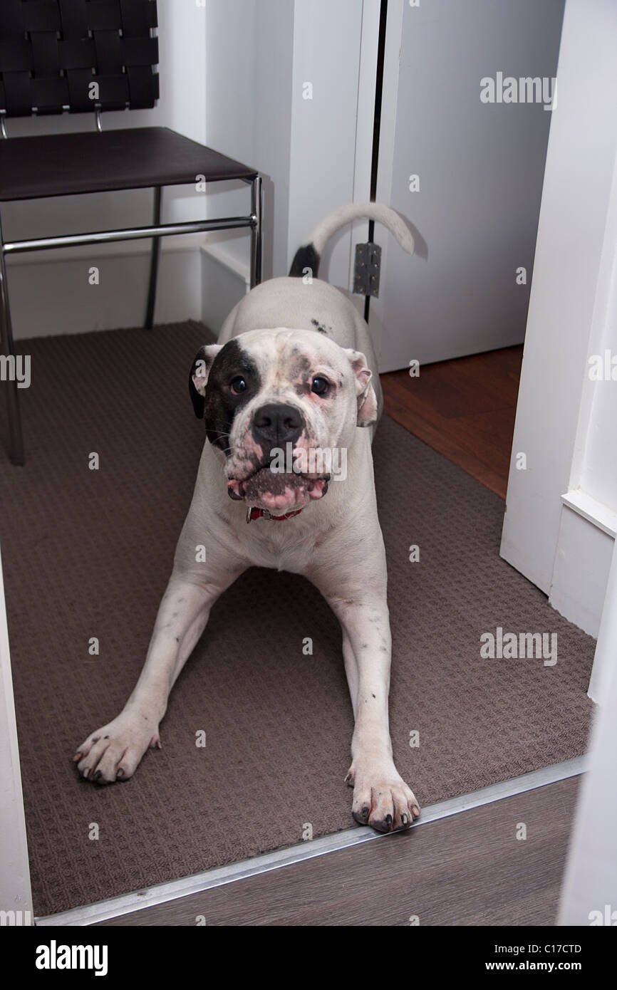 18 months old bull hi-res stock photography and images - Alamy