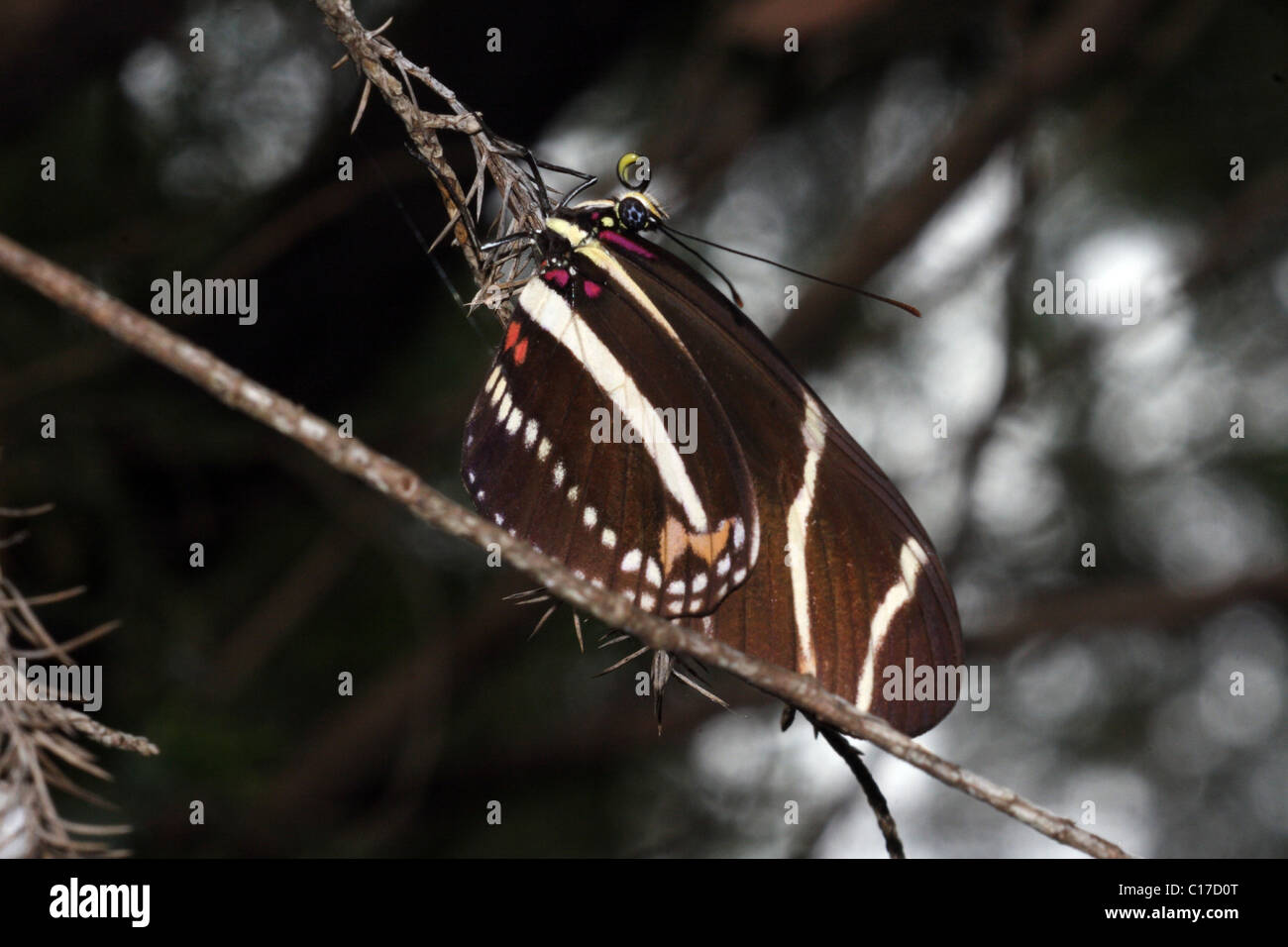 Zebra (Heliconian) Butterfly Heliconius charitonius Stock Photo - Alamy