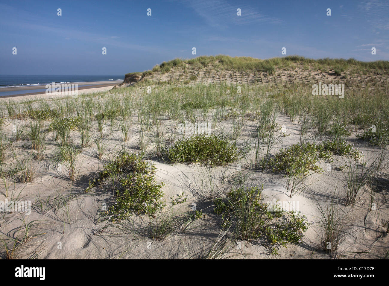 Sand dunes with dune vegetation by the ocean, Texel, Holland ...
