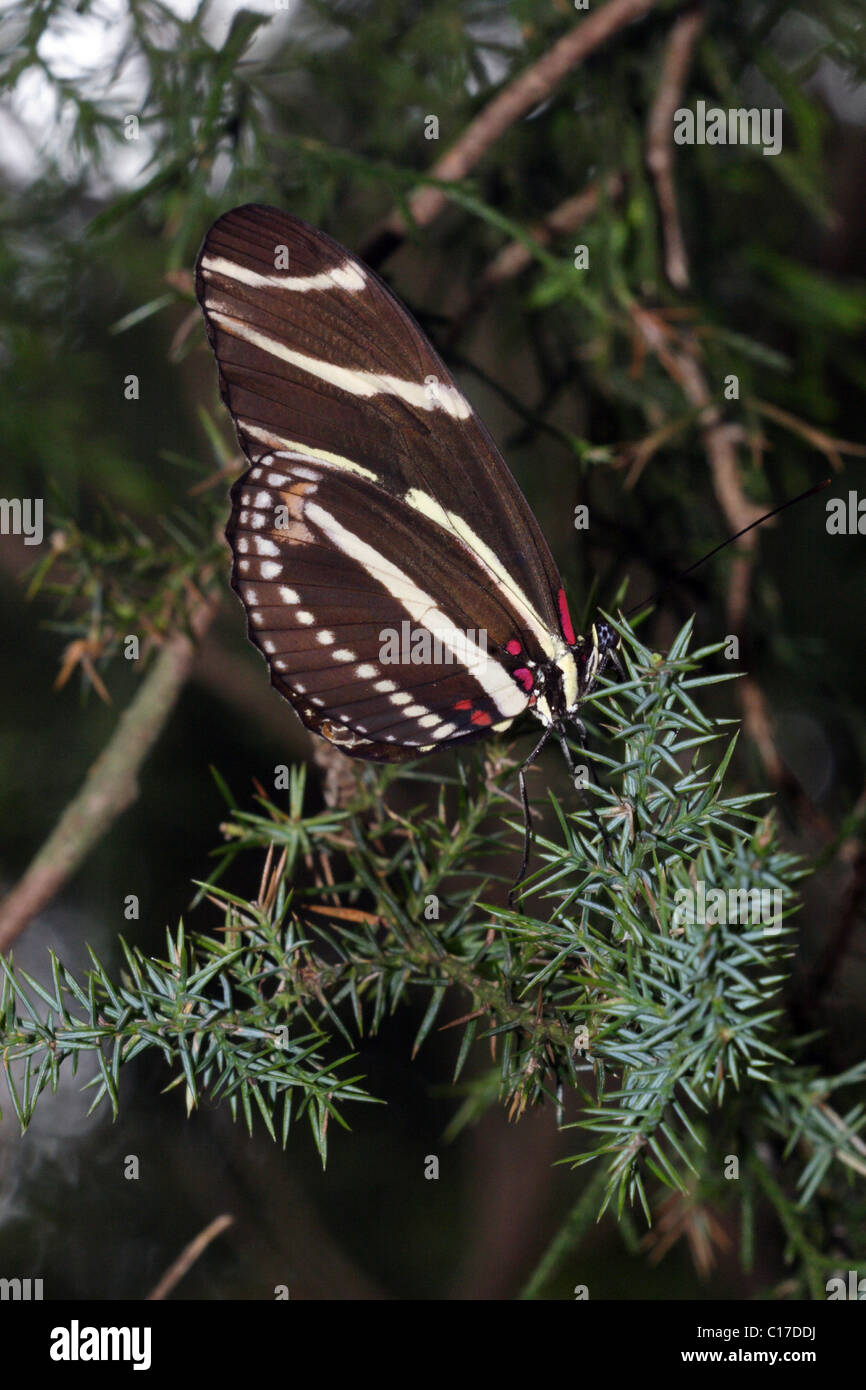 Zebra (Heliconian) Butterfly Heliconius charitonius Stock Photo - Alamy