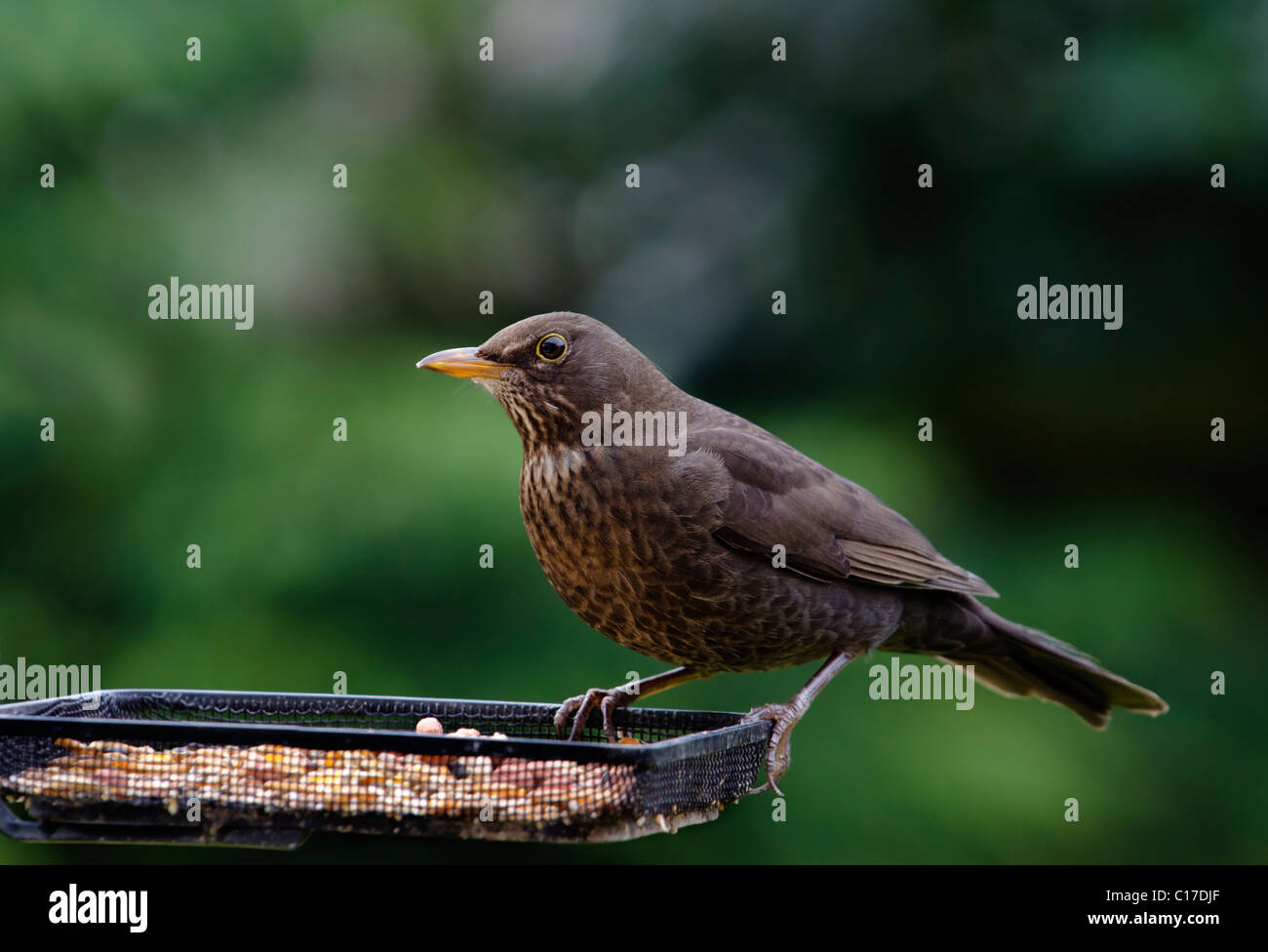 Female blackbird (Turdus merula) on a bird feeding station Stock Photo ...