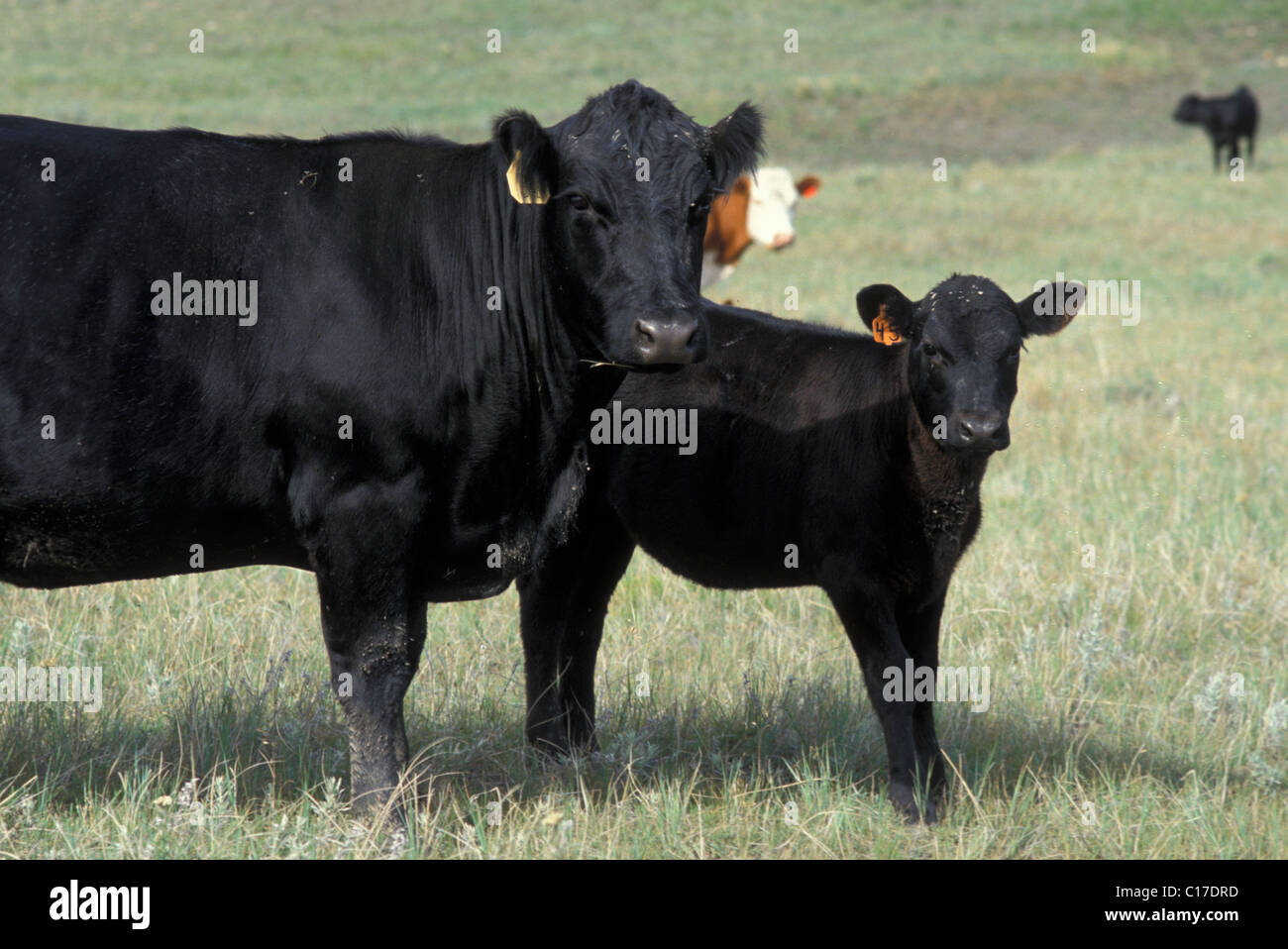 Black Angus Cow and Calf in Pasture Stock Photo - Alamy