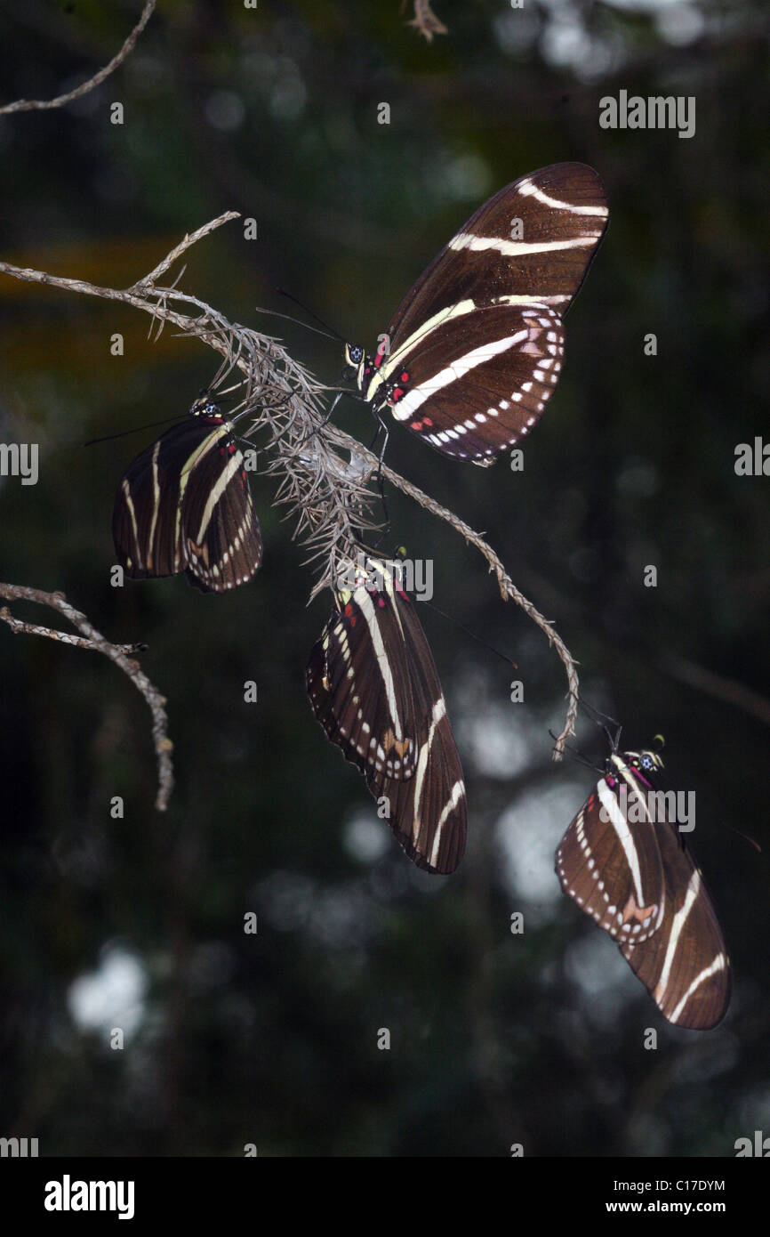 Zebra (Heliconian) Butterfly Heliconius charitonius Stock Photo - Alamy