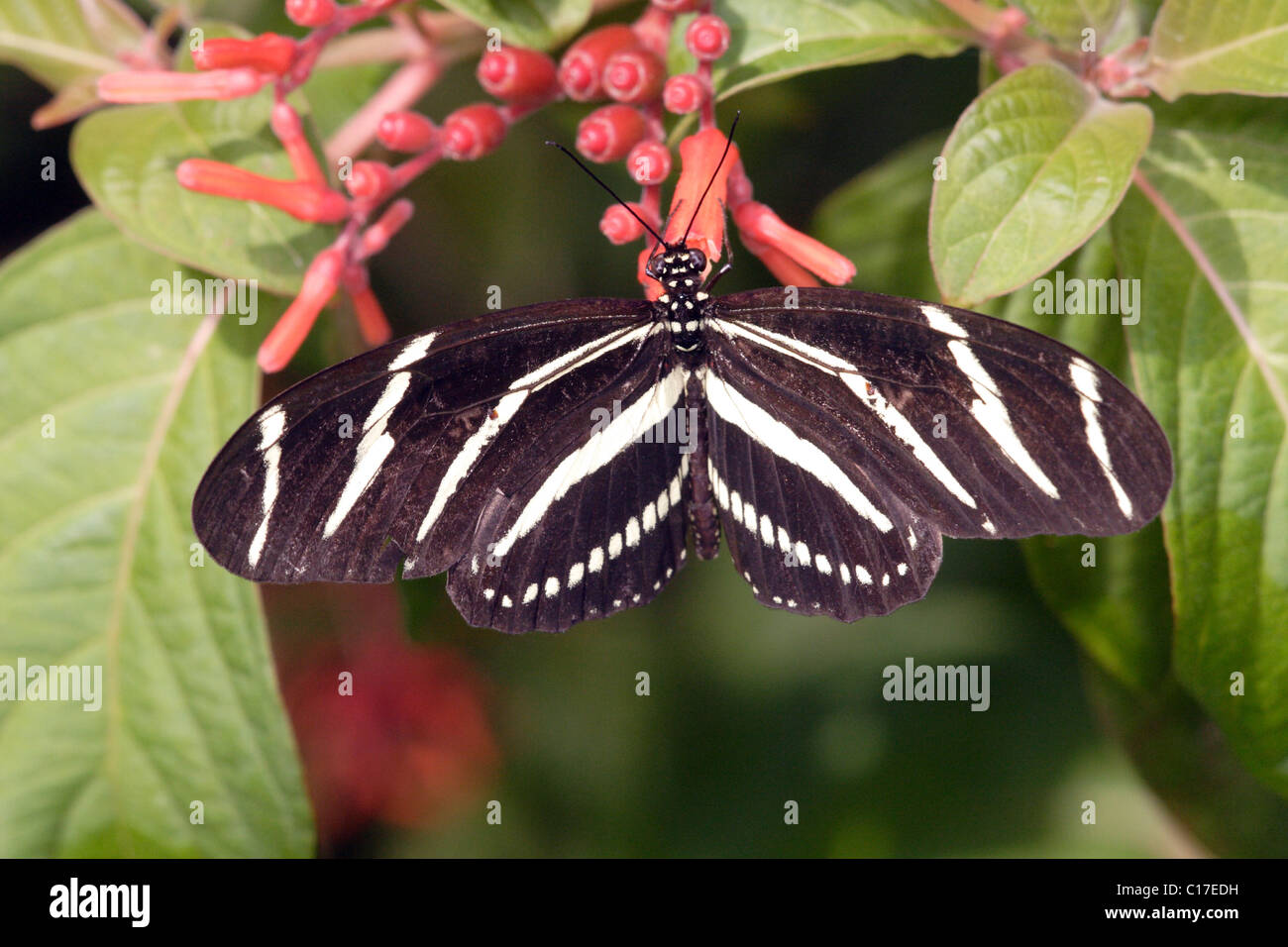 Zebra (Heliconian) Butterfly Heliconius charitonius Stock Photo - Alamy