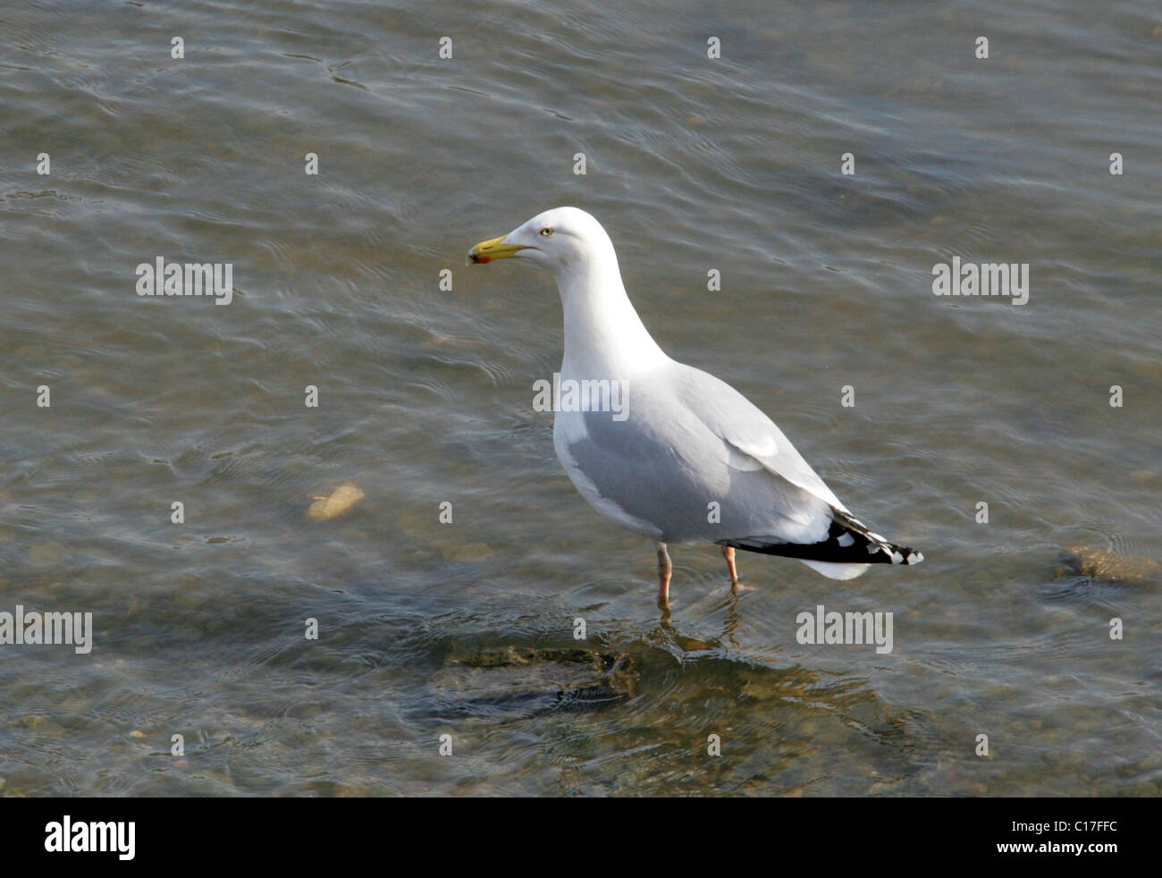 Laridae hi-res stock photography and images - Alamy