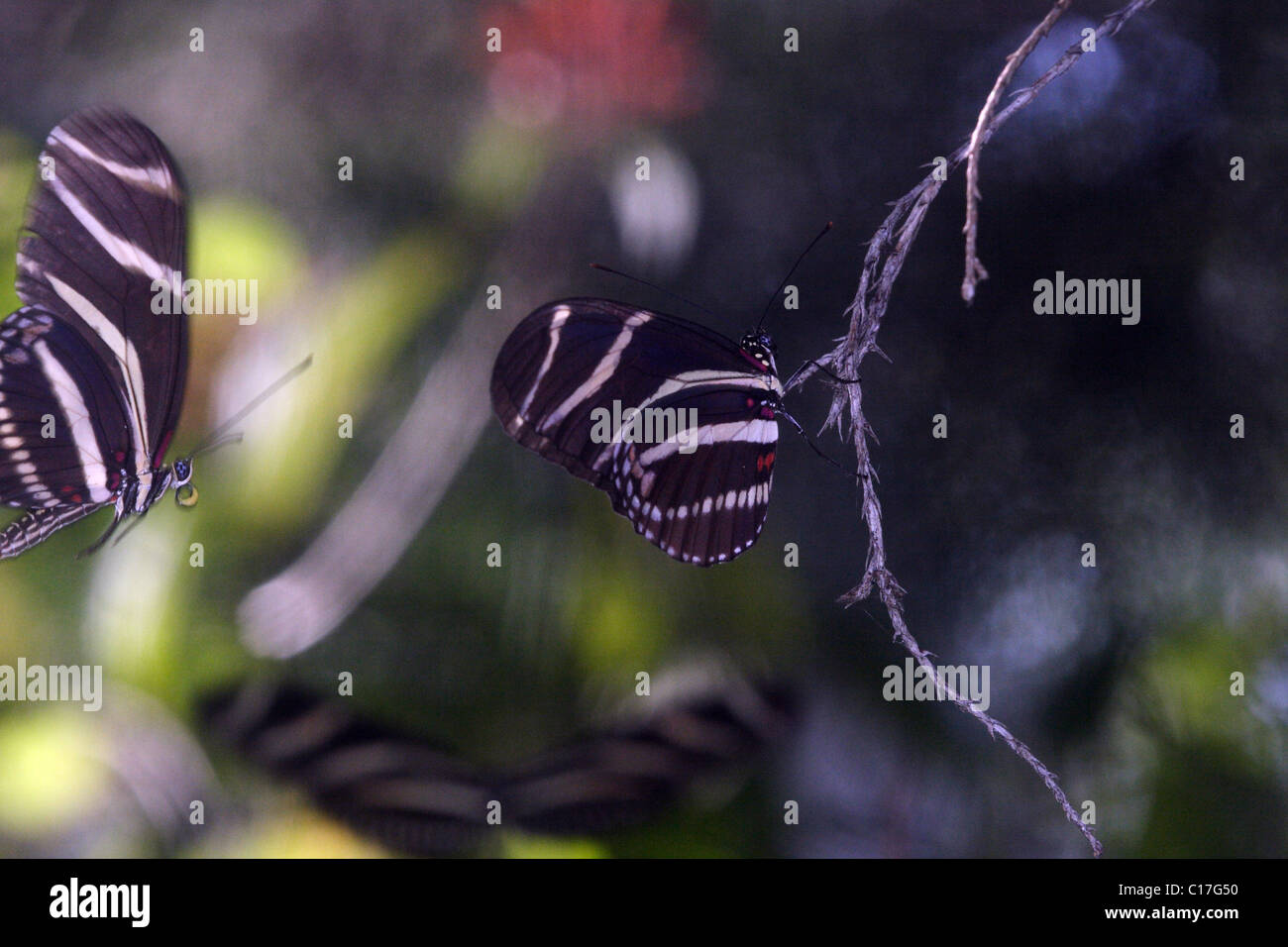 Zebra (Heliconian) Butterfly Heliconius charitonius Stock Photo - Alamy