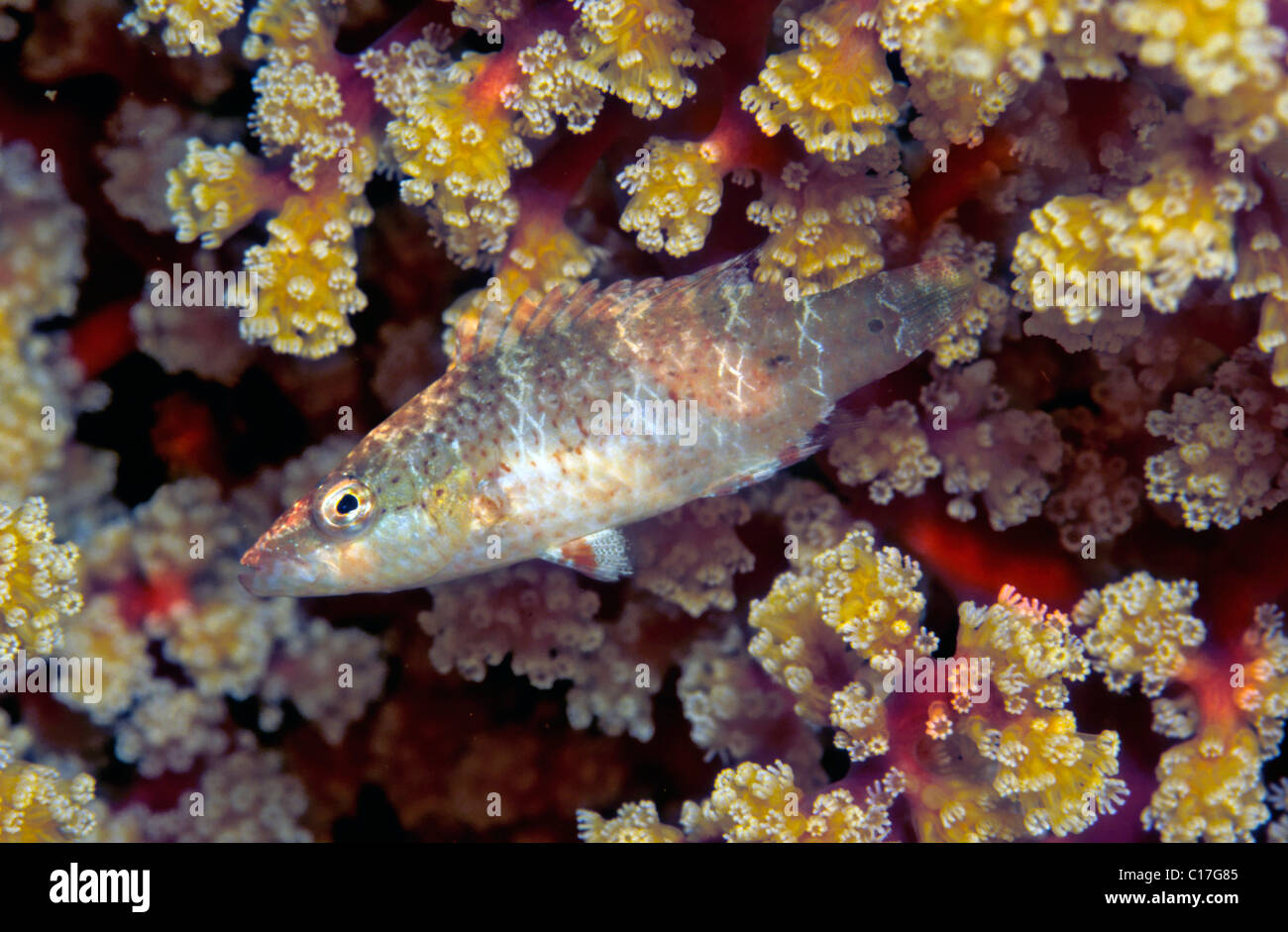 Speckled Maori Wrasse (Cheilinus arenatus Stock Photo - Alamy