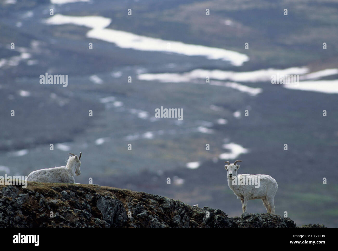 Dall Sheep, Ewe, Denali National Park, Alaska Stock Photo - Alamy