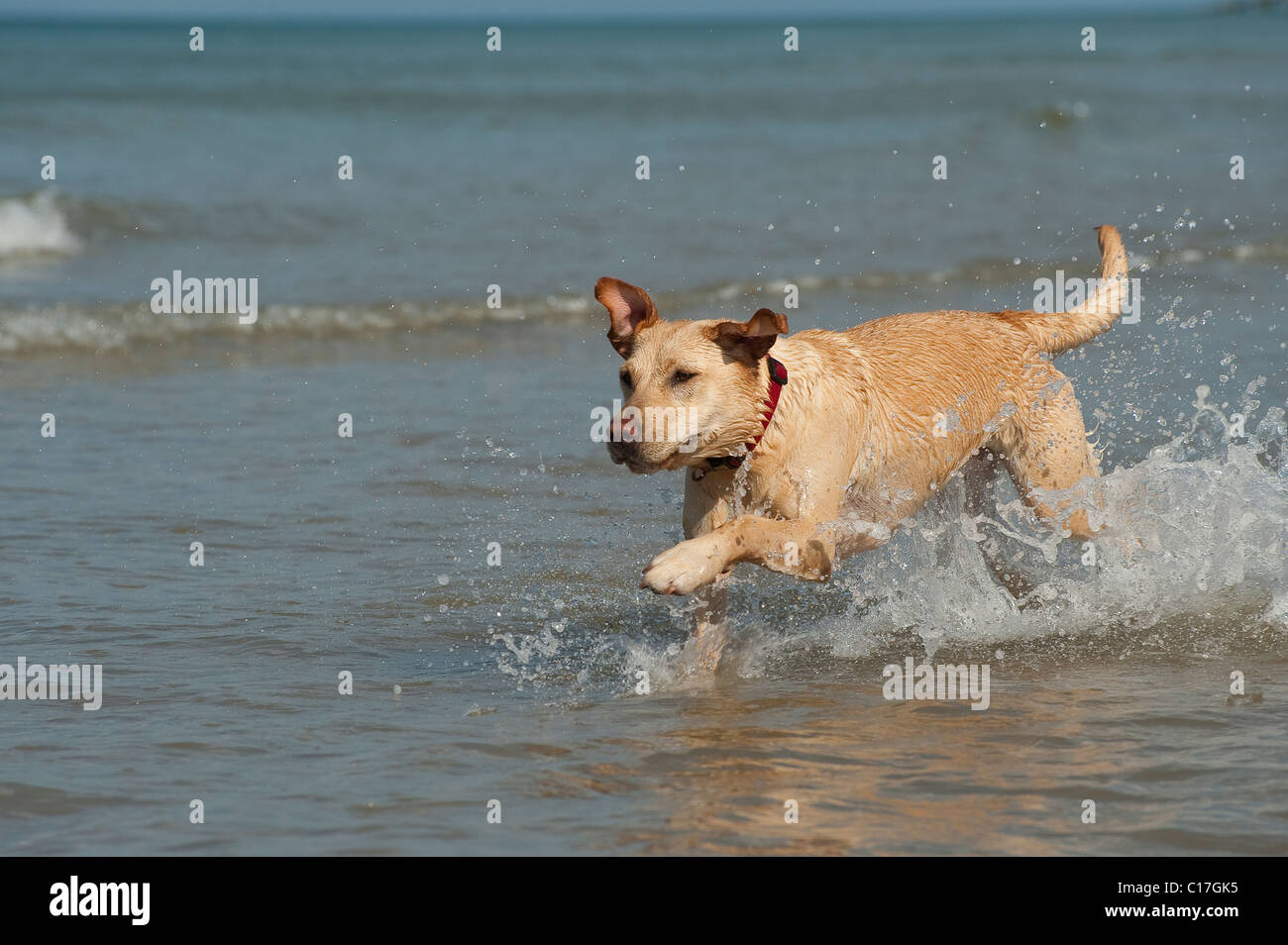Pets having fun in the sea hi-res stock photography and images - Alamy